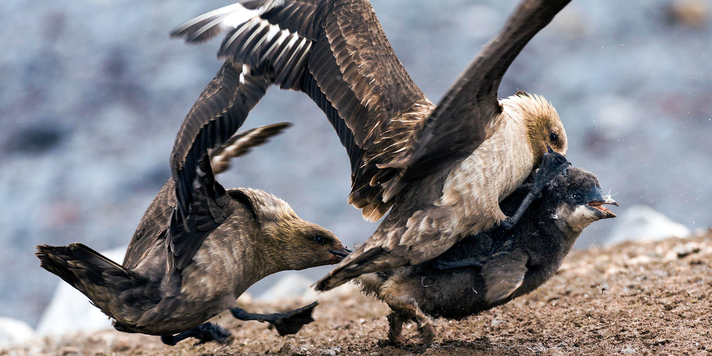 South Polar Skuas Are a Bunch of Bird-Eating Bullies | Audubon