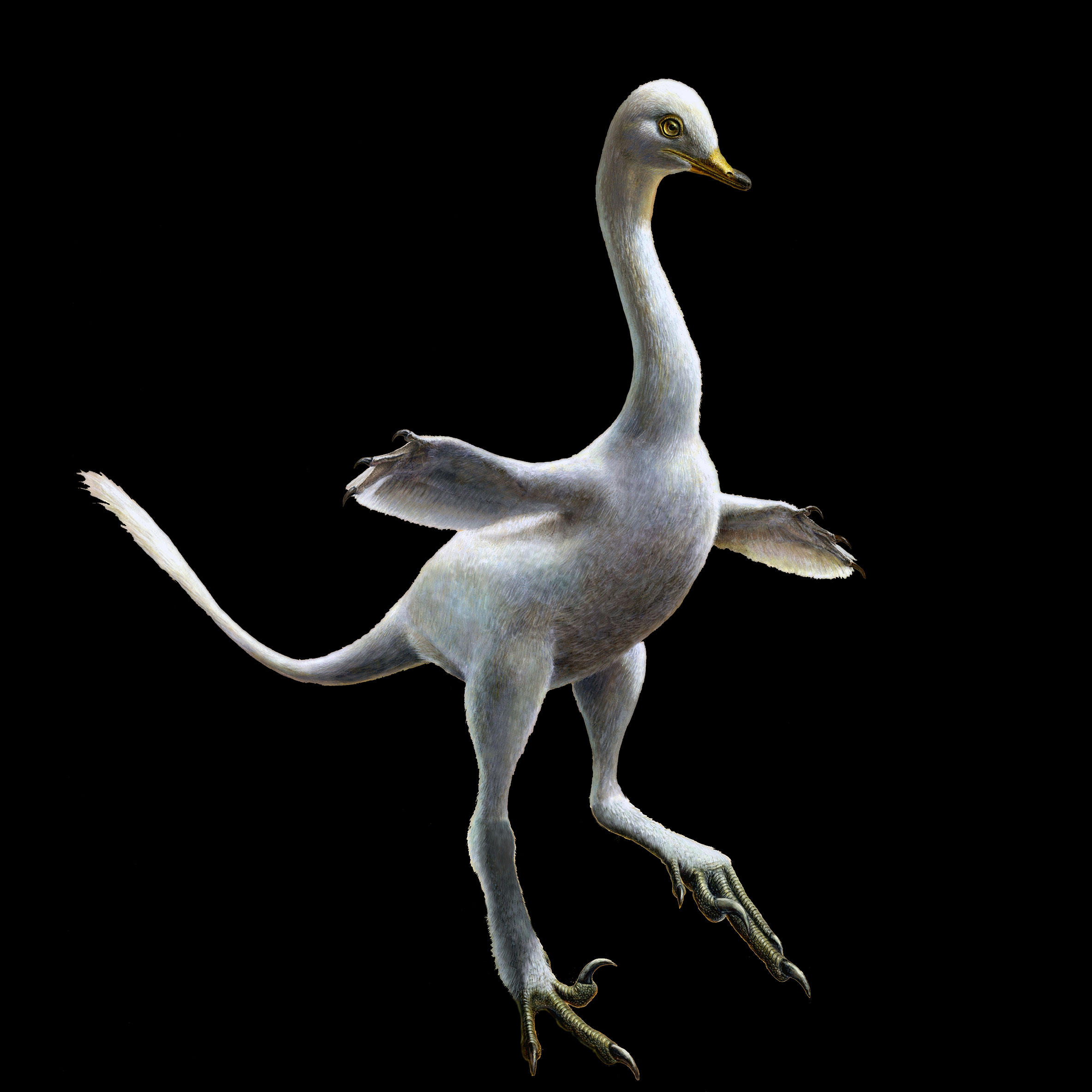 New Aquatic Dinosaur Find Is a Strange and Startling Avian Hodgepodge ...