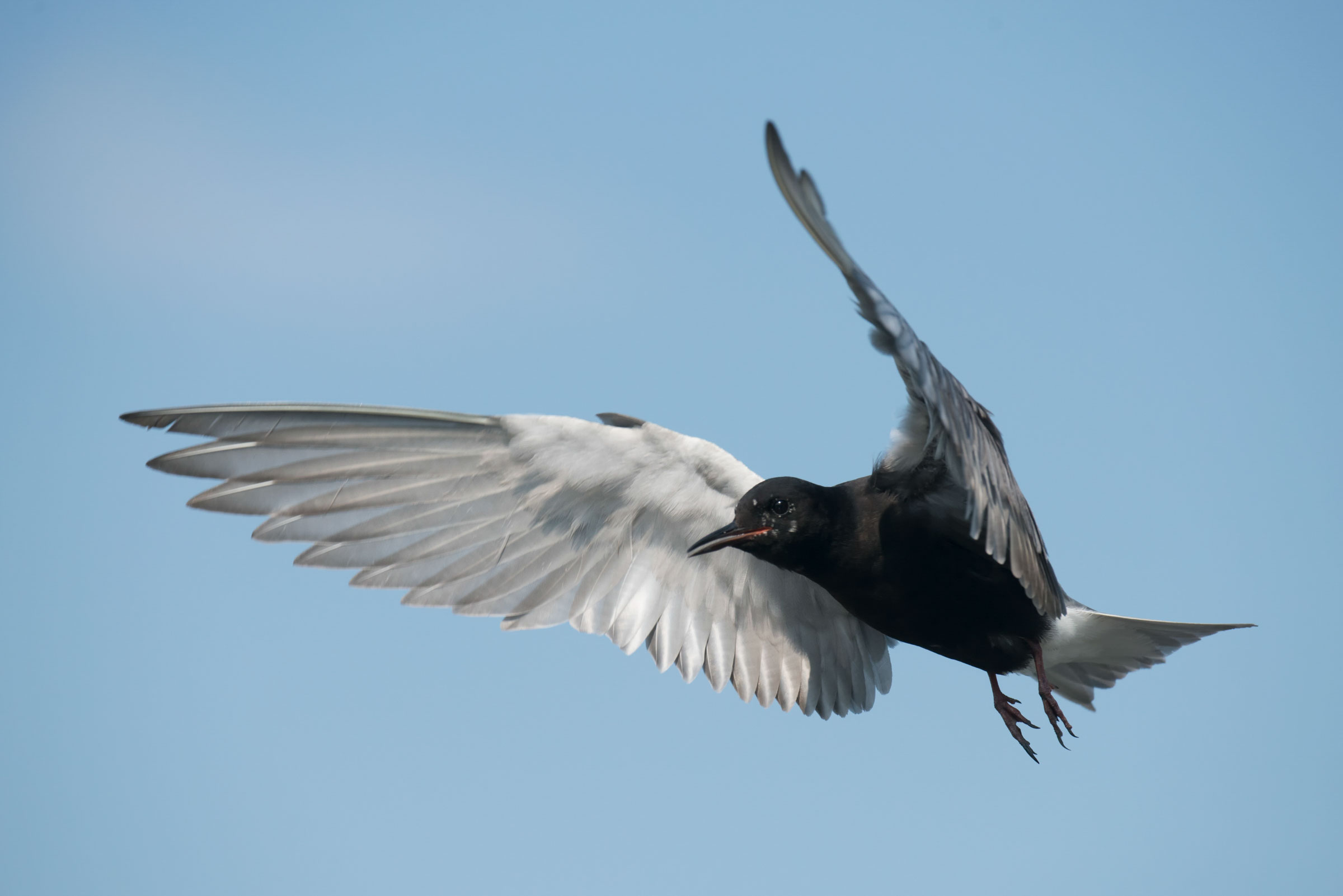 Black Tern | Audubon Field Guide
