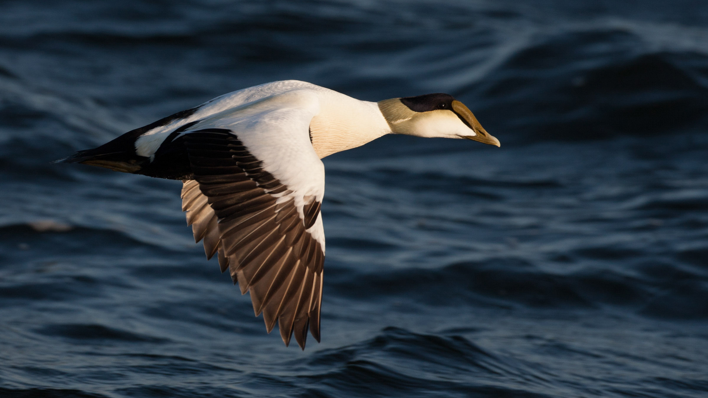 Common Eider Audubon Field Guide Common Eider Audubon Field Guide