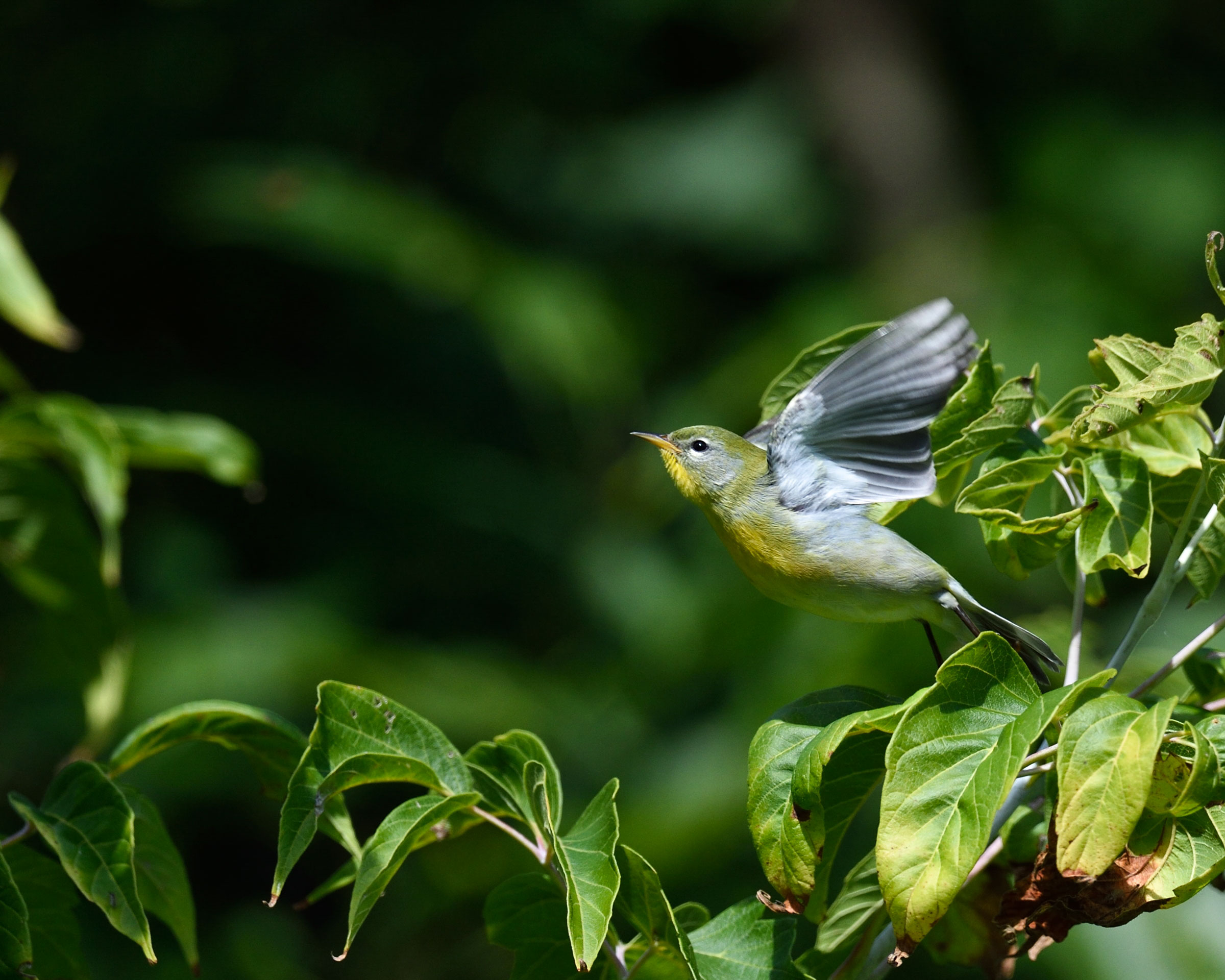It’s True, Some North American Birds Can’t Keep Up With Shifting Spring ...