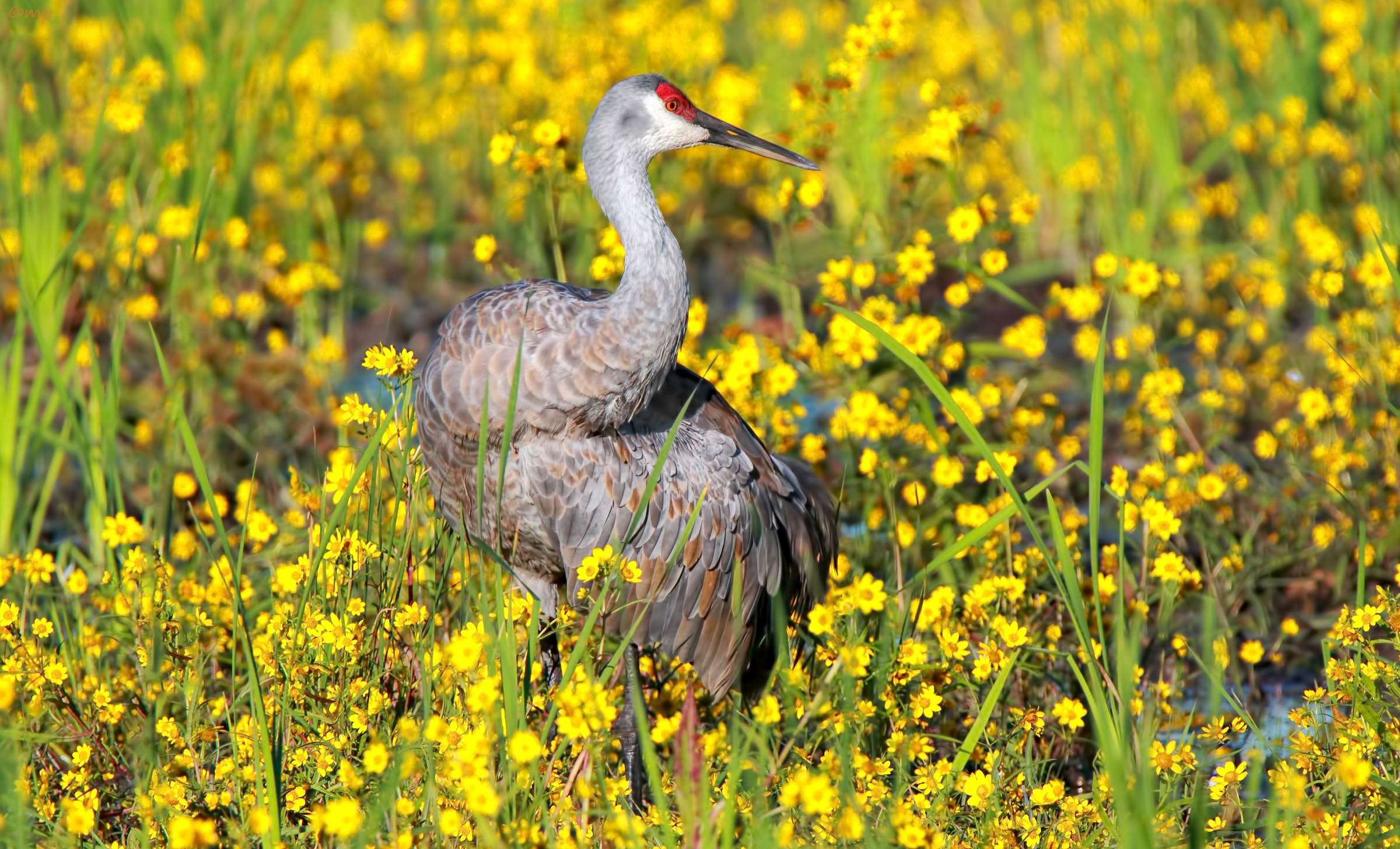 Grulla Gris | Guía de Aves