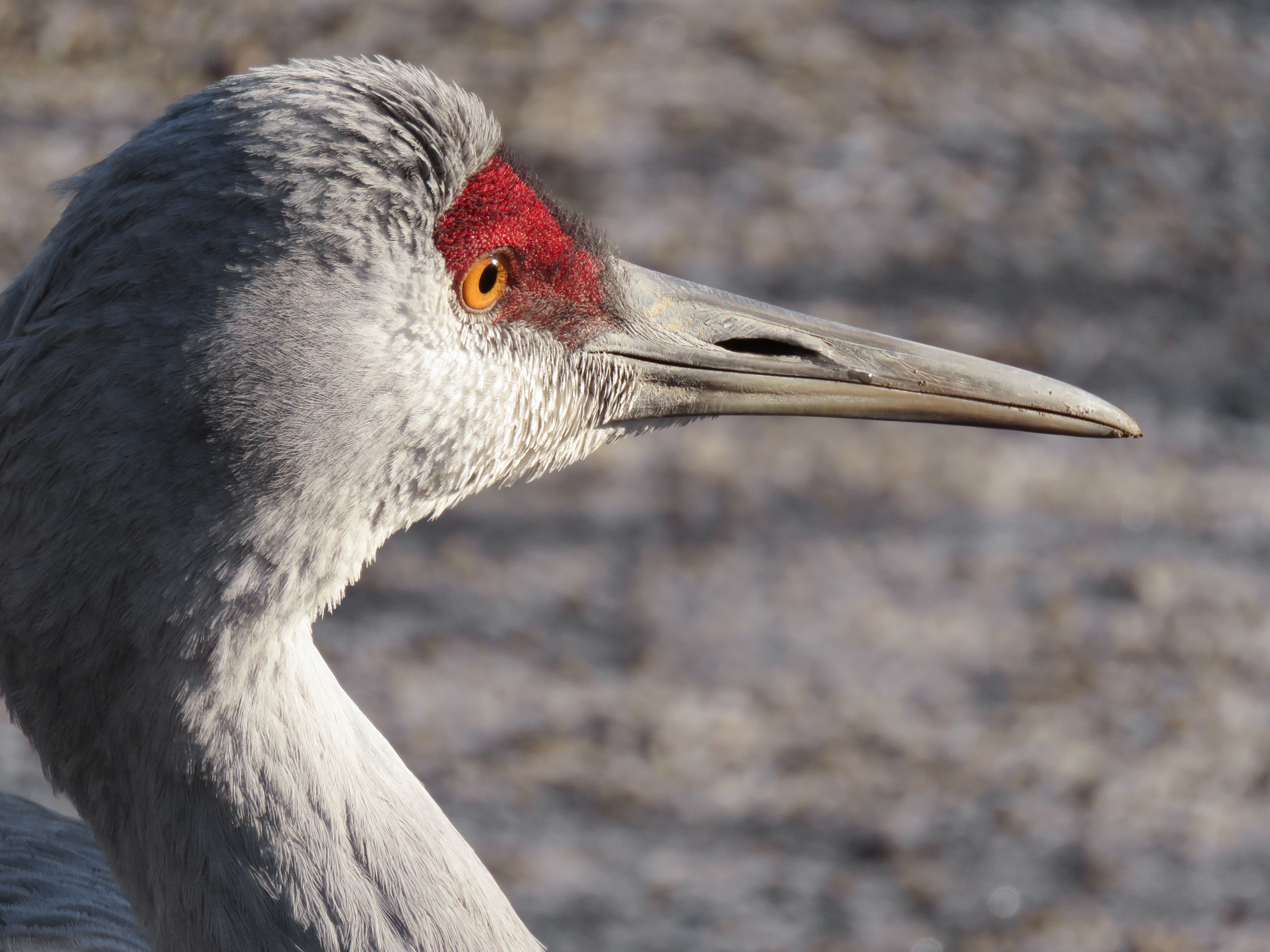 Grulla Gris | Guía de Aves