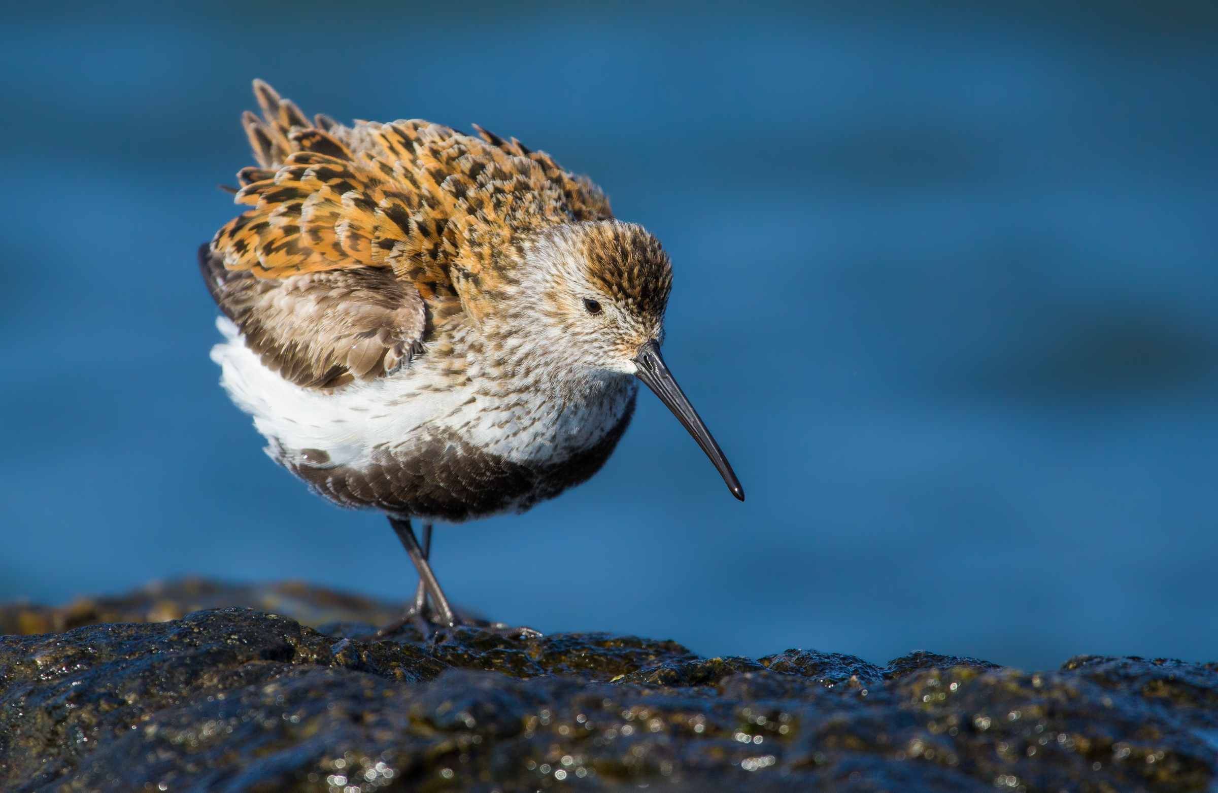 Dunlin | Audubon Field Guide