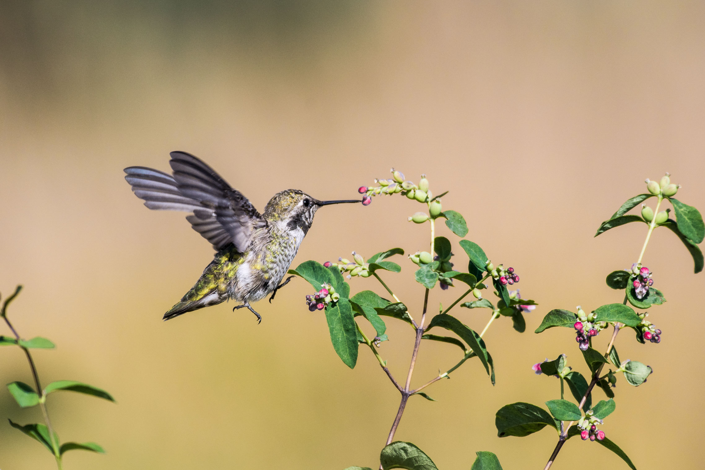 Anna’s Hummingbirds Are Expanding Their Range With Human Help | Audubon