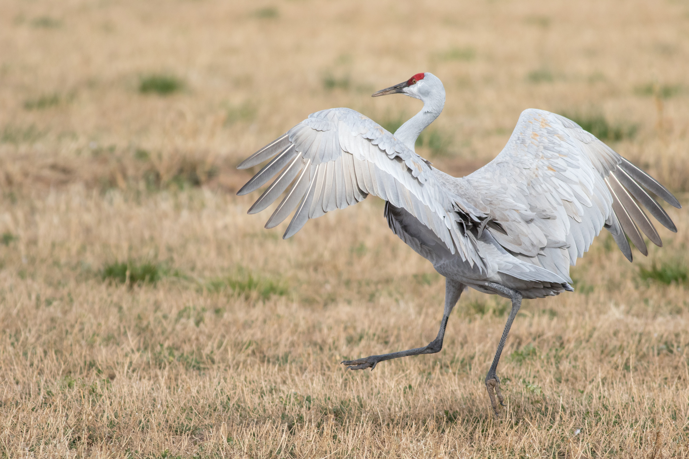 Grulla Gris | Guía de Aves