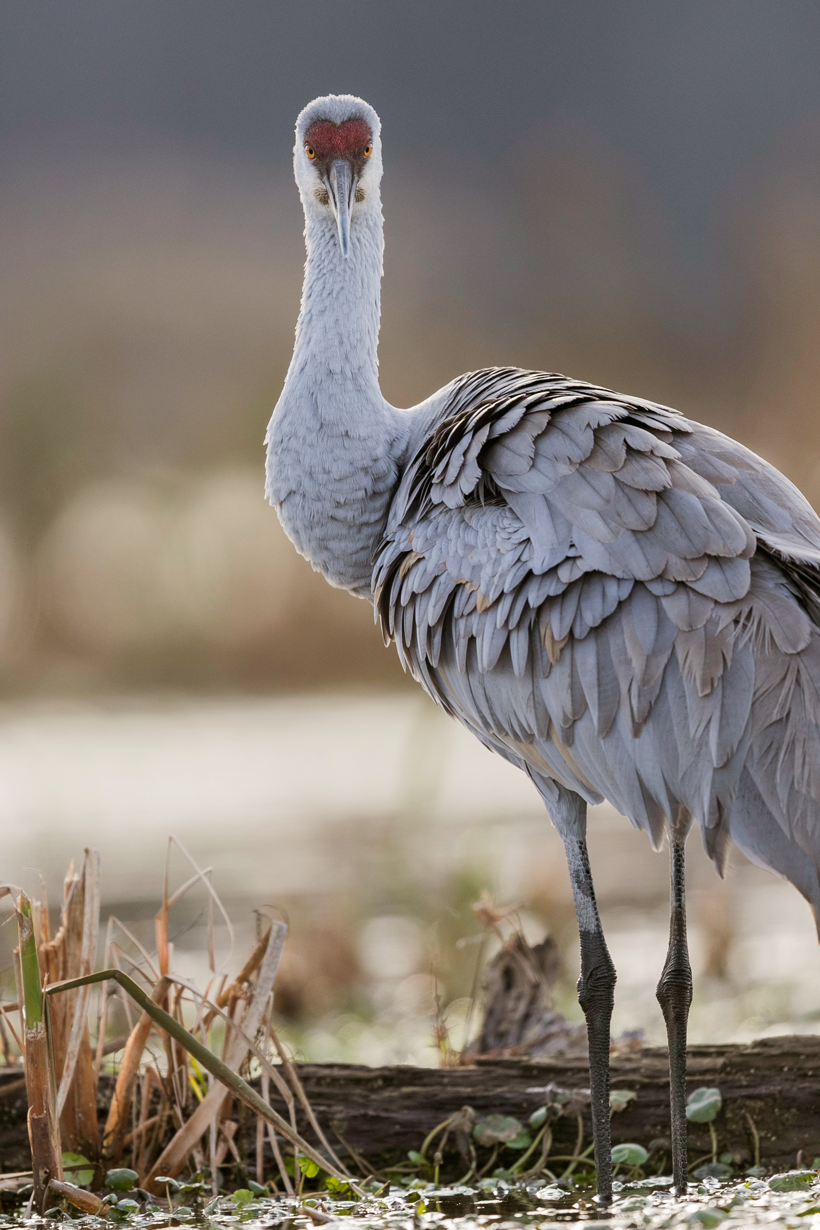 Grulla Gris | Guía de Aves