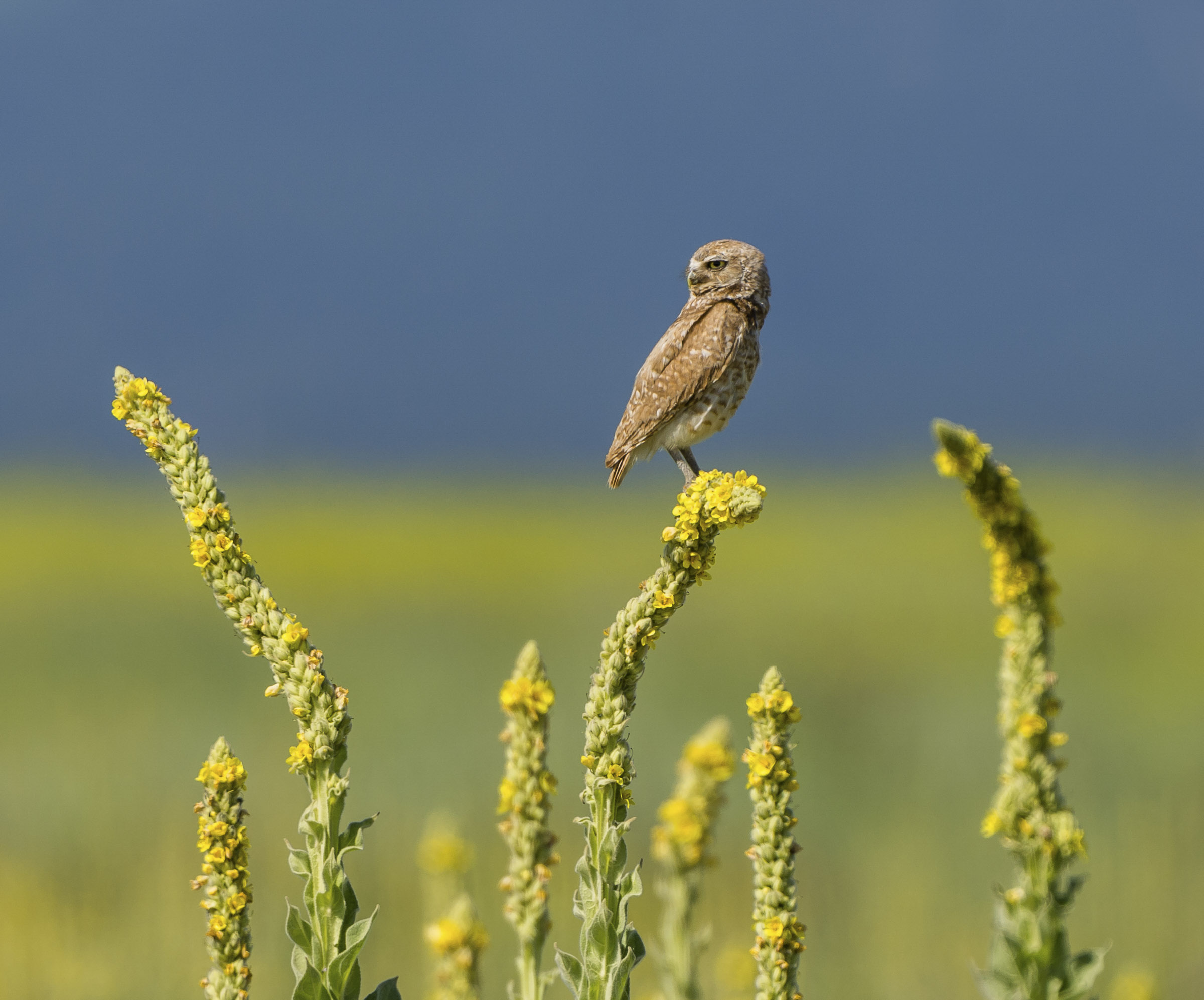 Burrowing Owl | Audubon Field Guide