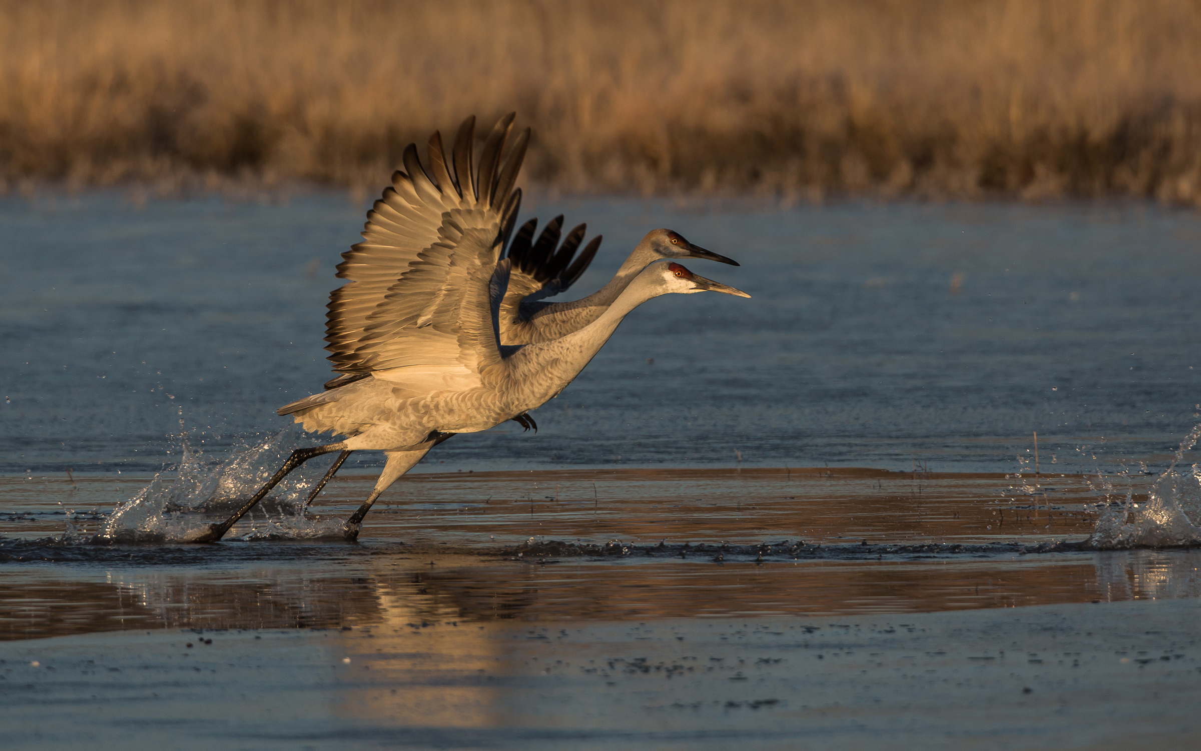 Grulla Gris | Guía de Aves