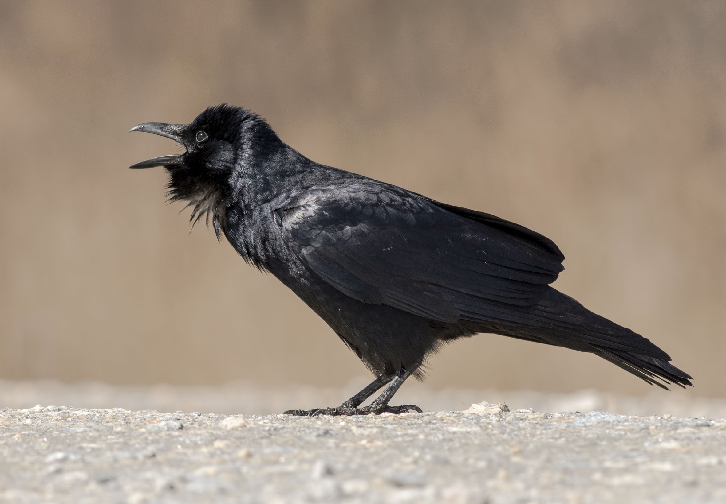 Hear How a Crow Softly Woos Its Mate | Audubon