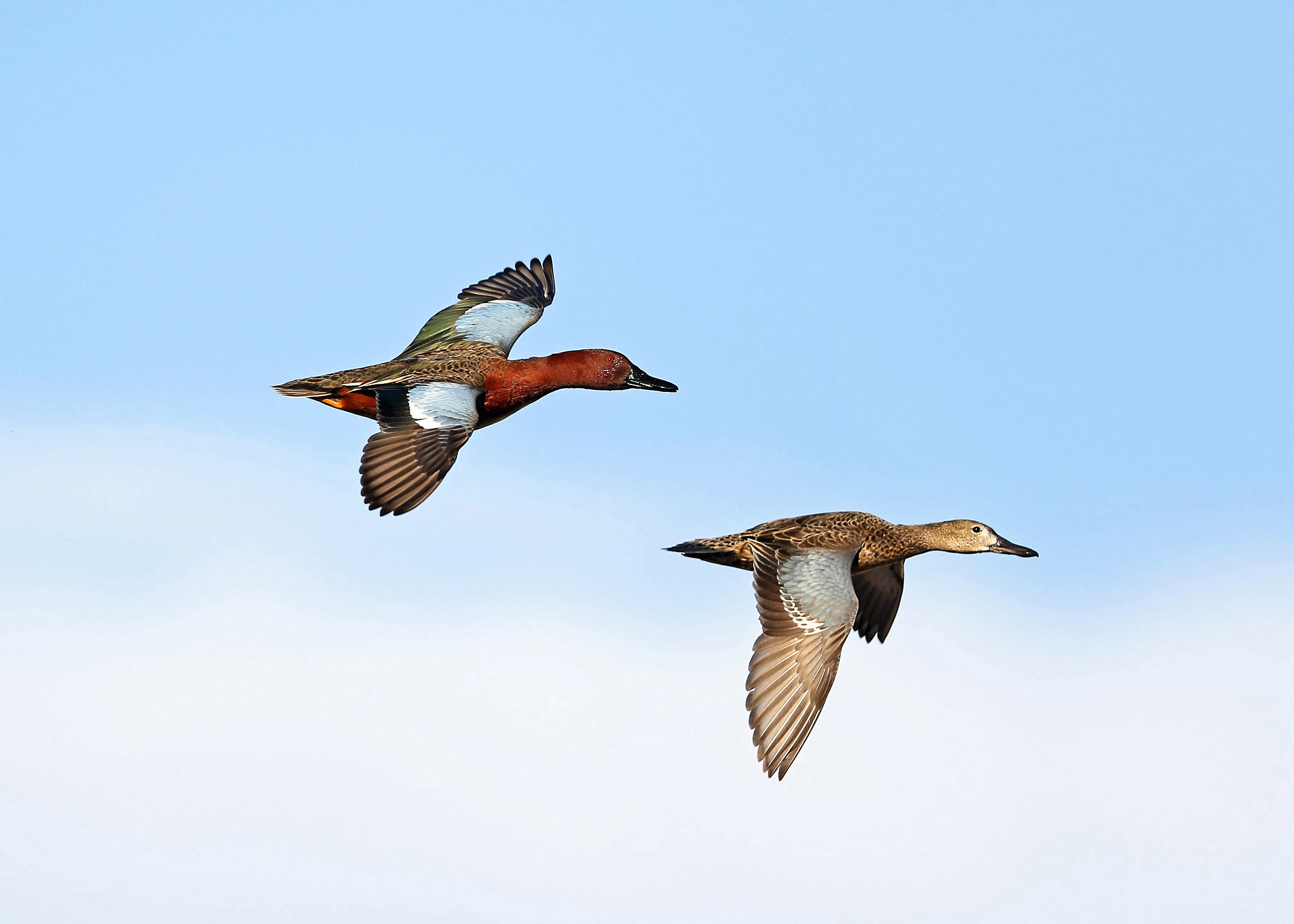 Cinnamon Teal | Audubon Field Guide