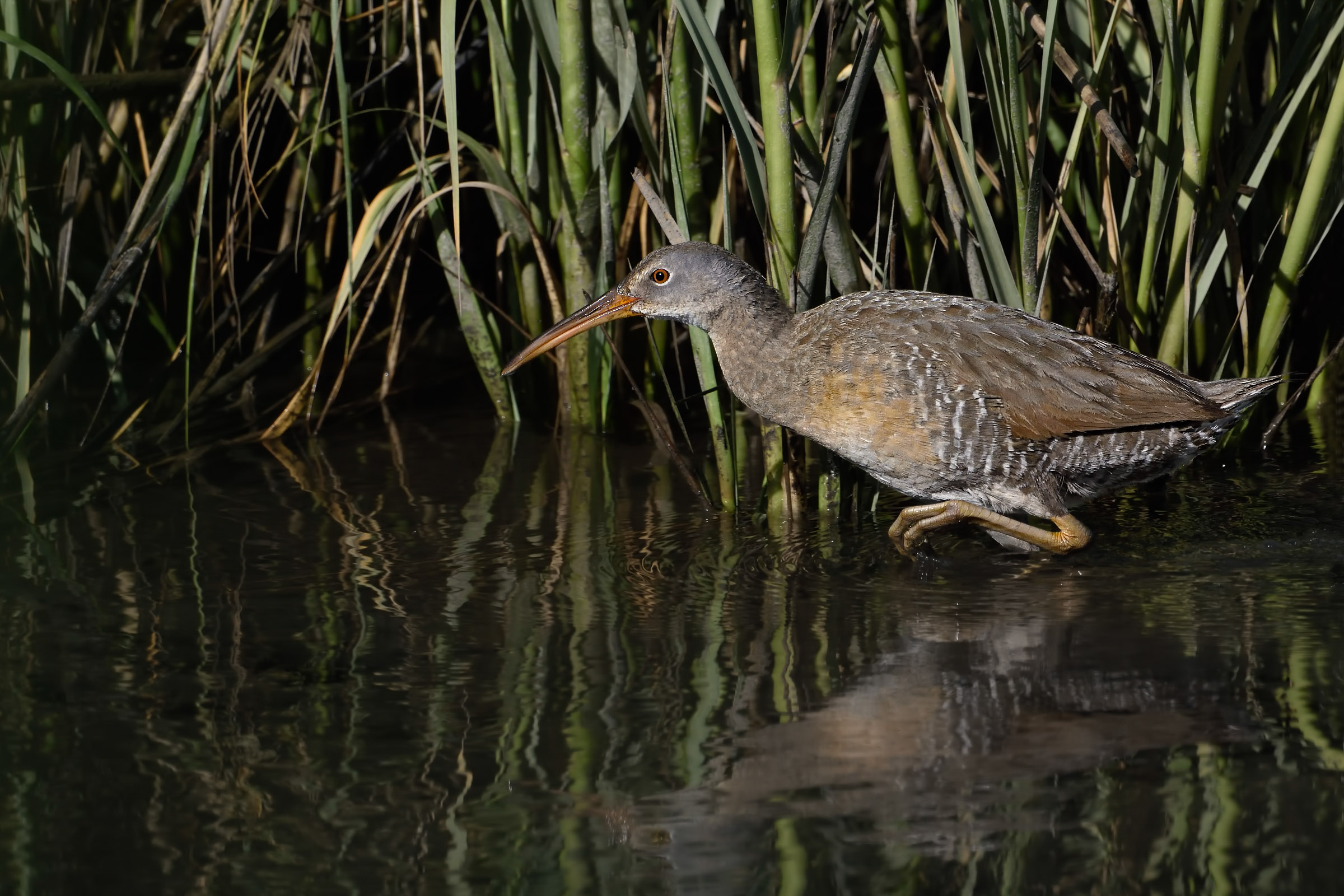 Clapper Rail | Audubon Field Guide