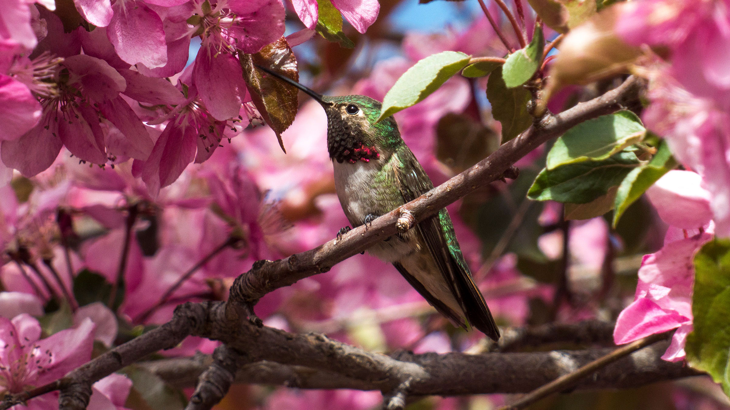 Broad-tailed Hummingbird | Audubon Field Guide