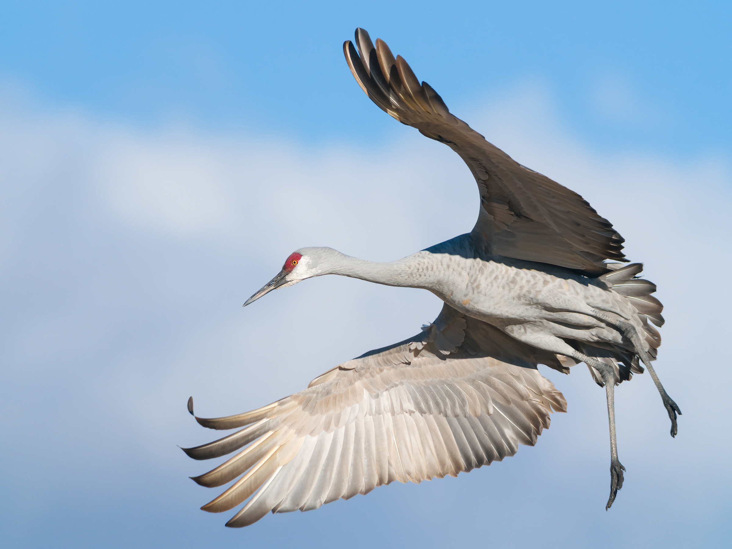 Grulla Gris | Guía de Aves