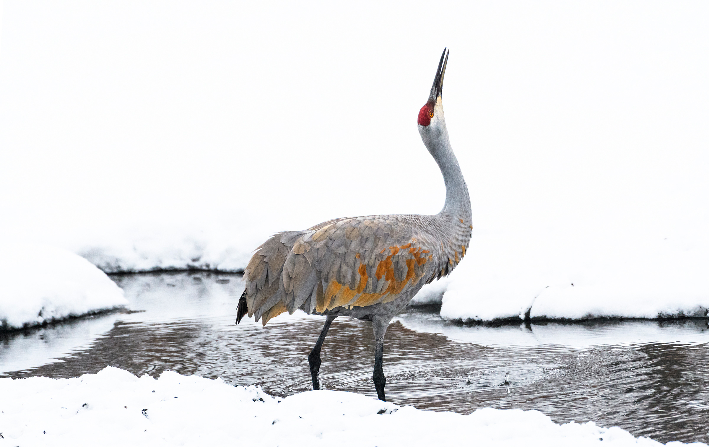 Grulla Gris | Guía de Aves