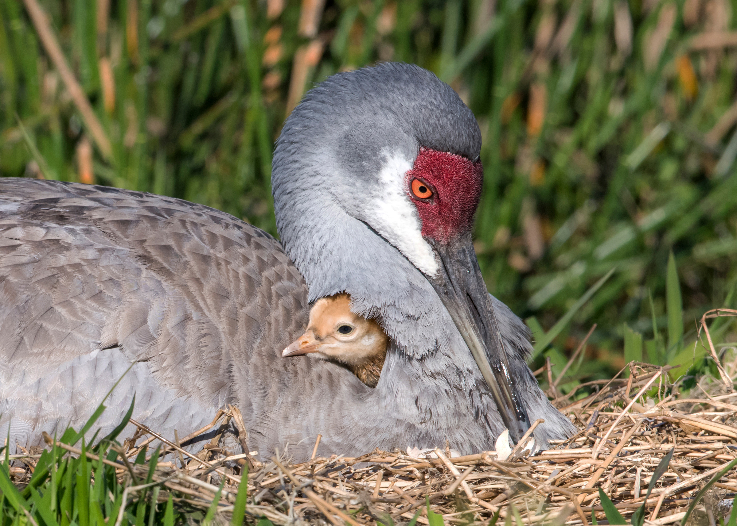 Grulla Gris | Guía de Aves