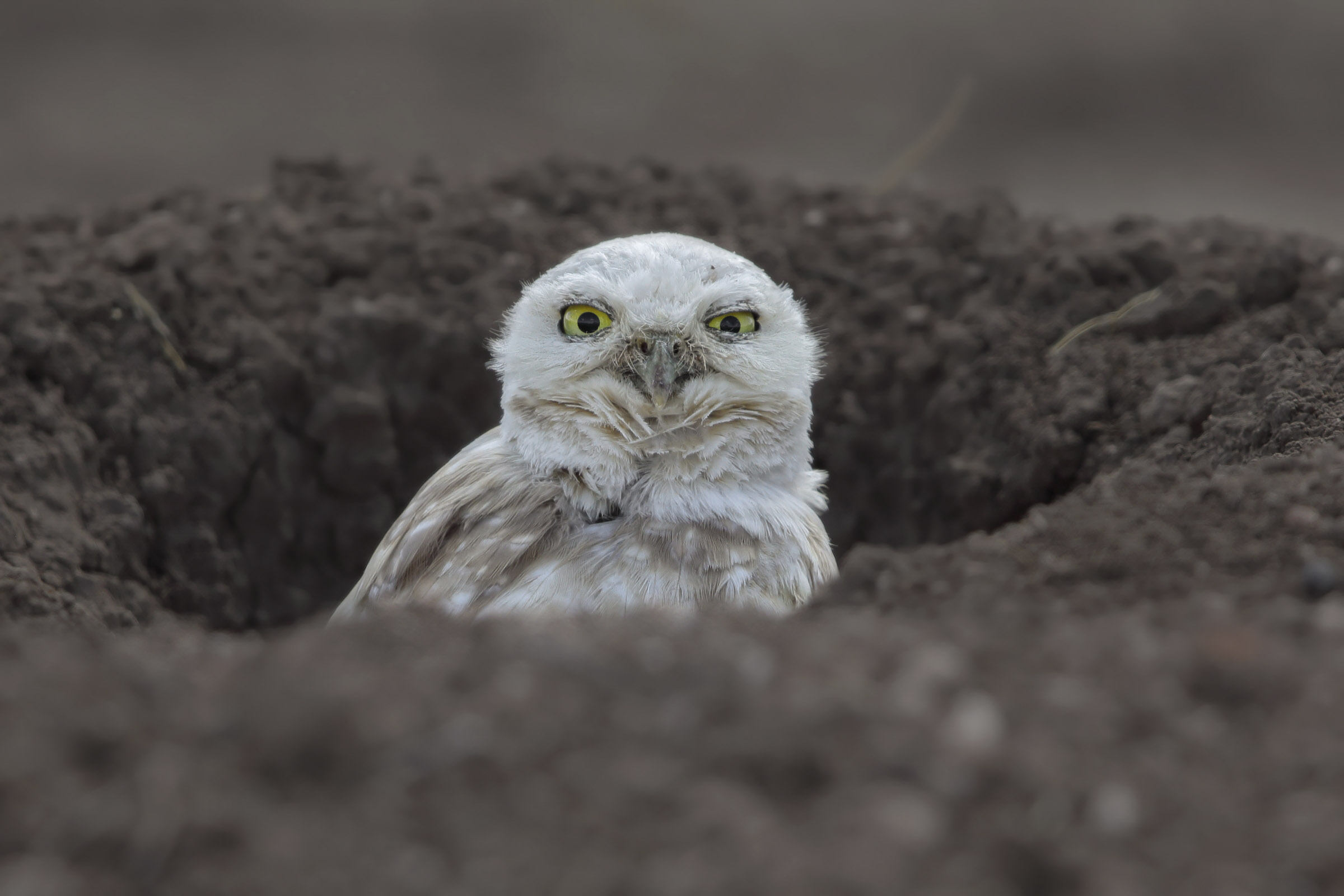 Burrowing Owl | Audubon Field Guide