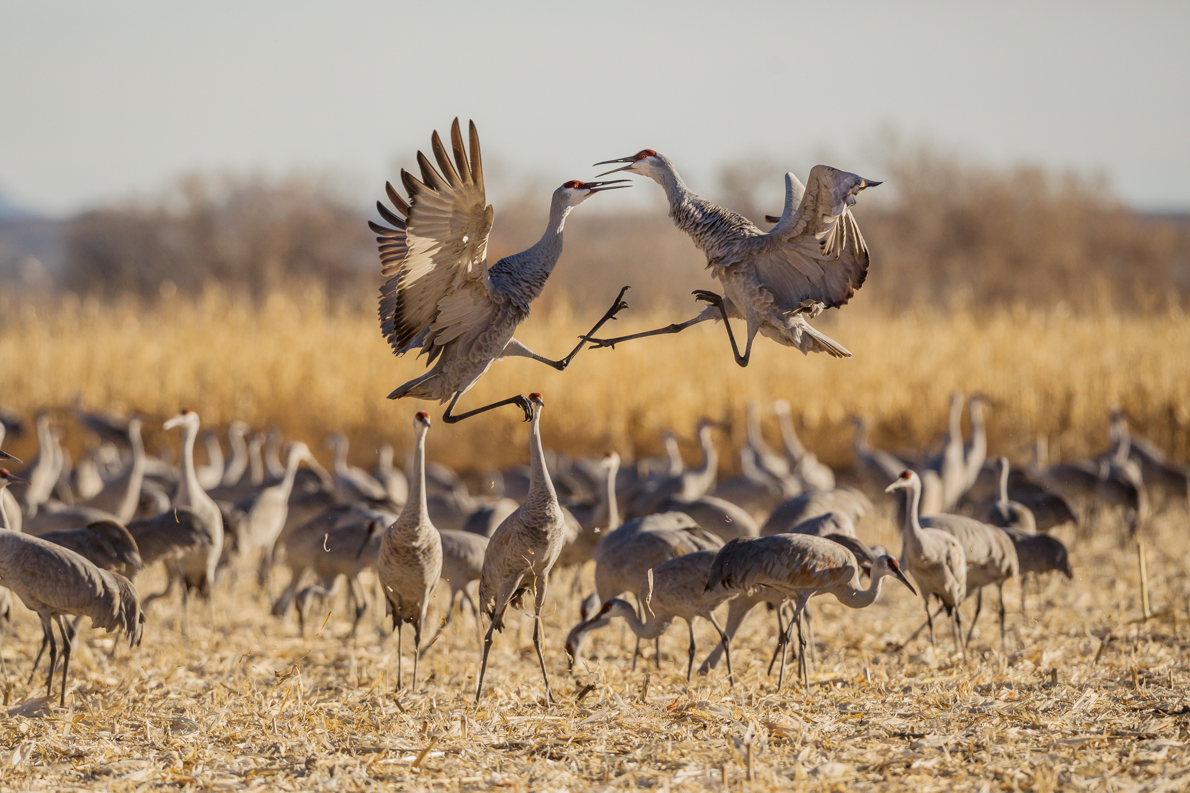 Grulla Gris | Guía de Aves