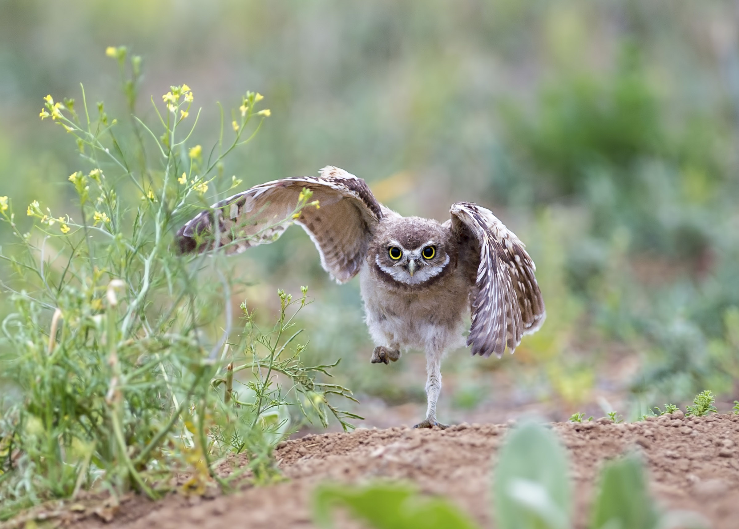 Burrowing Owl | Audubon Field Guide