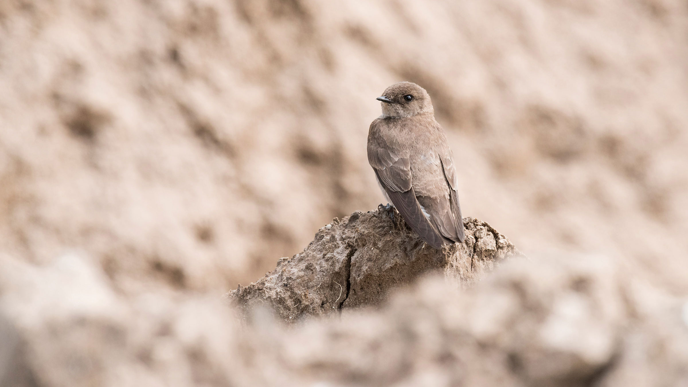 Northern Rough-winged Swallow | Audubon Field Guide