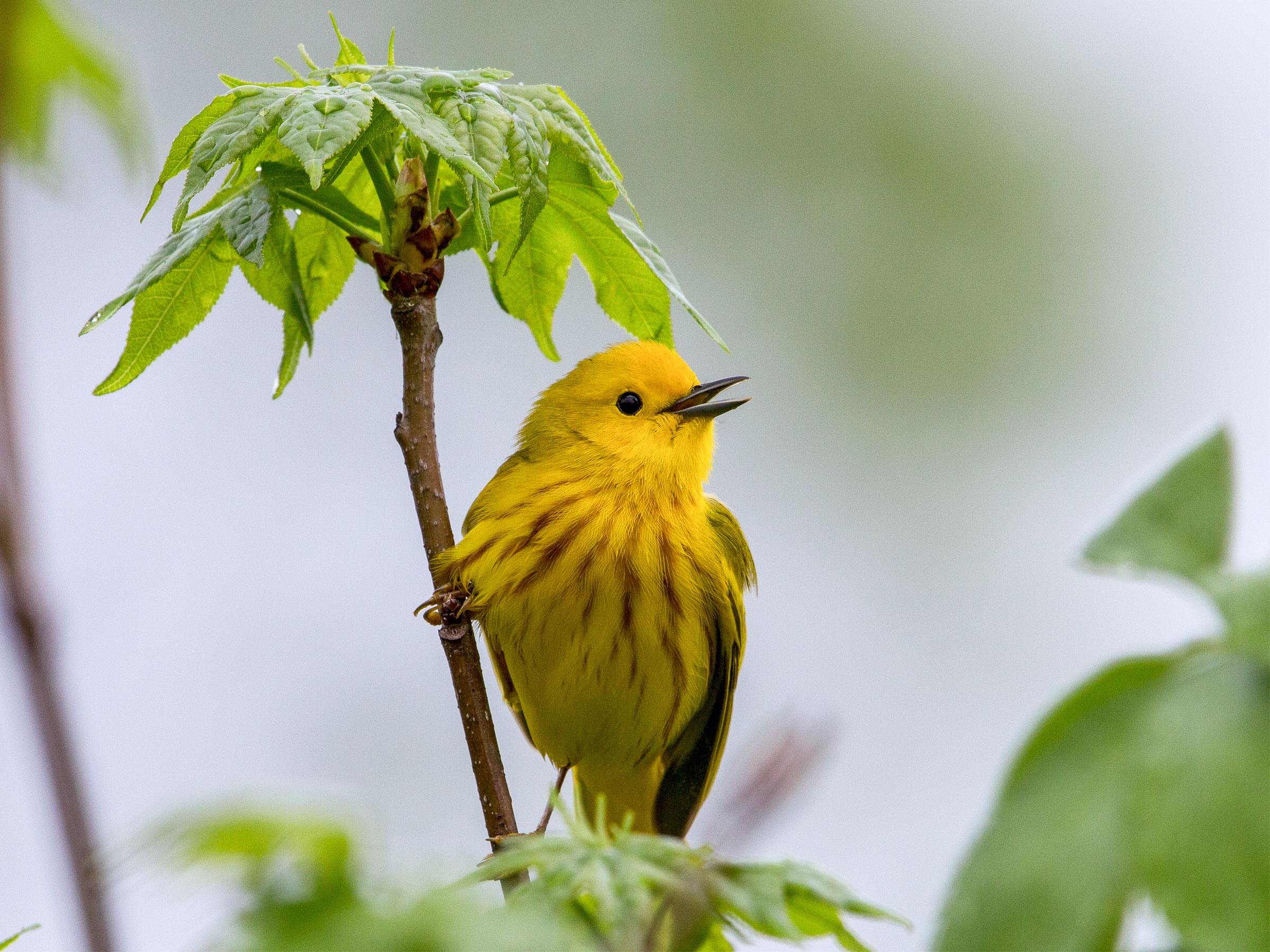 When Yellow Warblers Warn of Brood Parasites, Red-winged Blackbirds ...