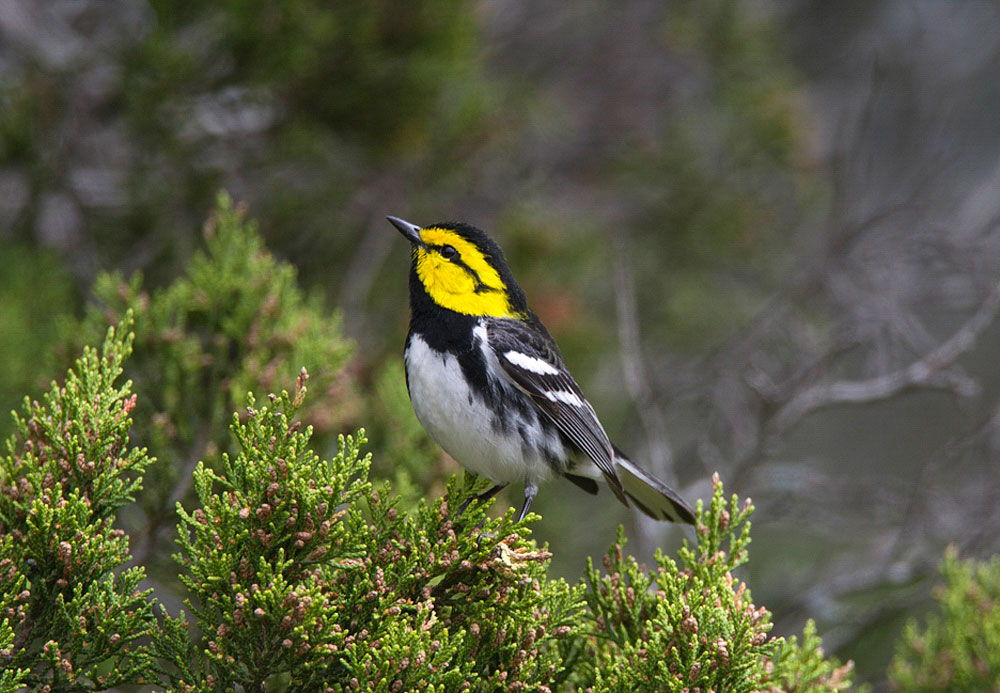 Science Matters—Keep Protecting the Golden-cheeked Warbler | Audubon