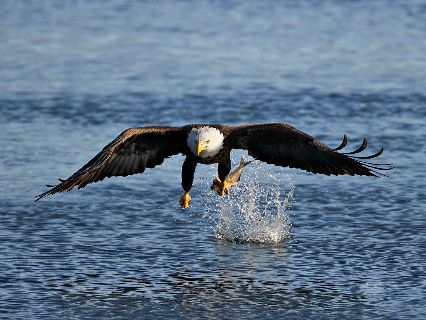 Zinke Aims for Birds in New Energy Report | Audubon