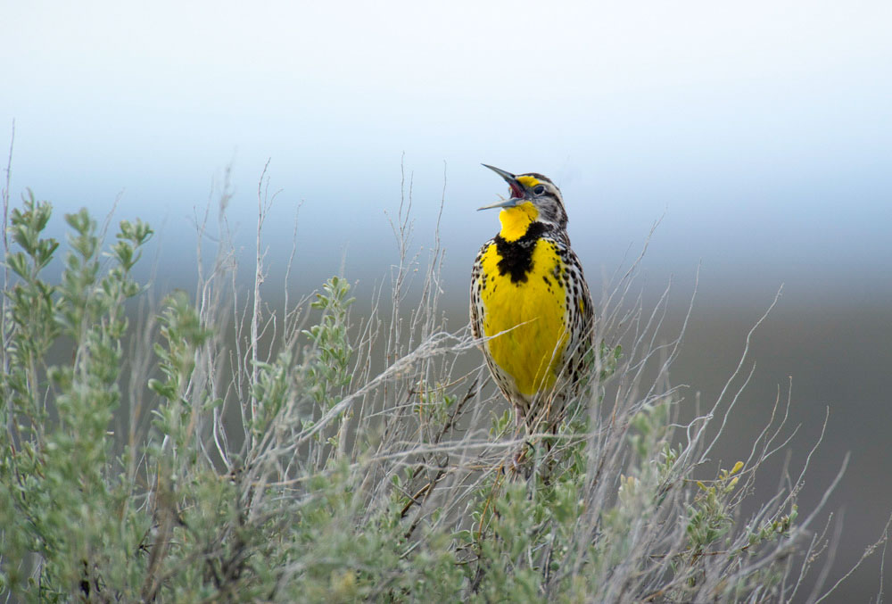 As Grasslands Disappear, so Goes the Melodious Meadowlark | Audubon