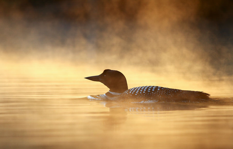 Hear the Hauntingly Beautiful Call of the Common Loon | Audubon