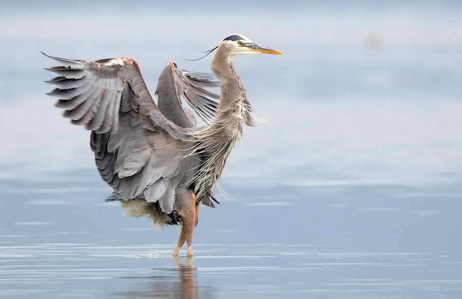 What’s in a River’s Name? | Audubon
