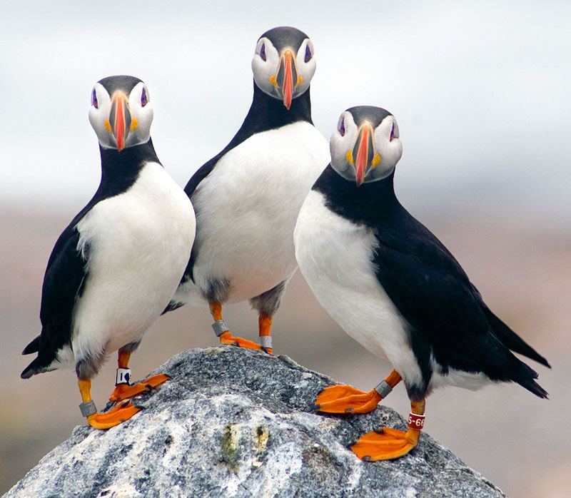 It’s Essential That We Protect the Atlantic Puffin’s Wintering Grounds ...