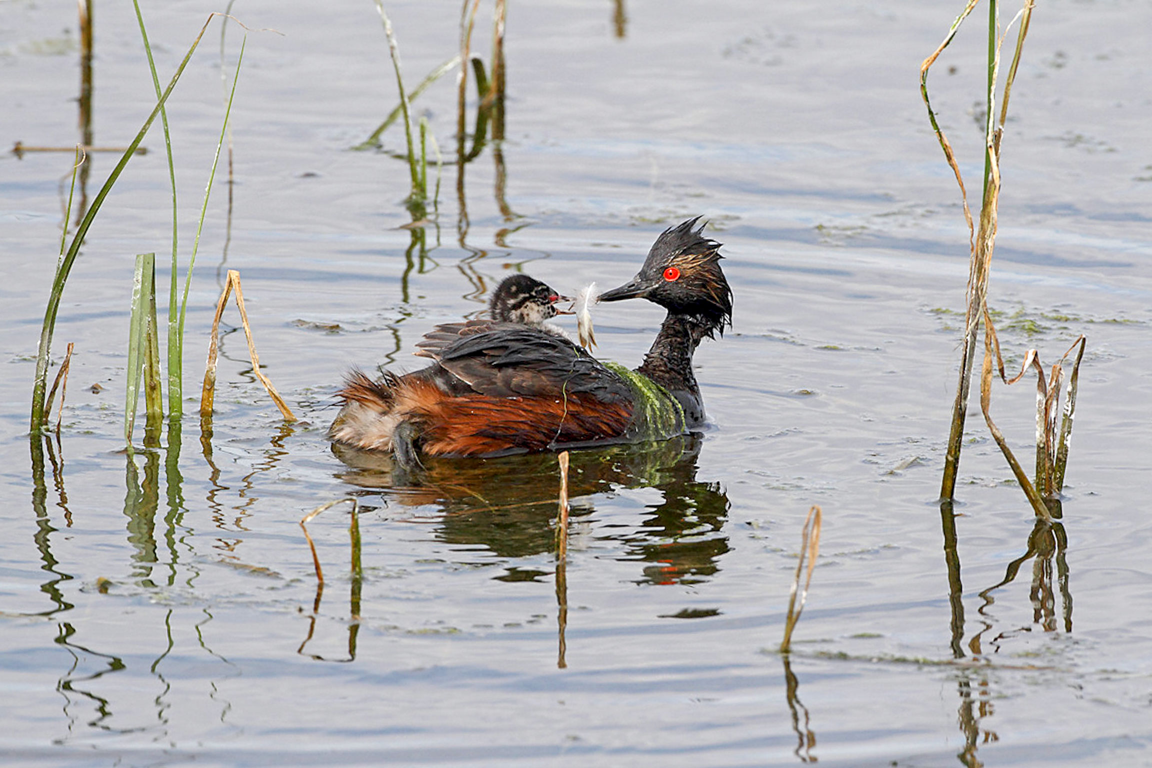 Grebes Like Their Meals with a Side of Feathers—Here's Why | Audubon