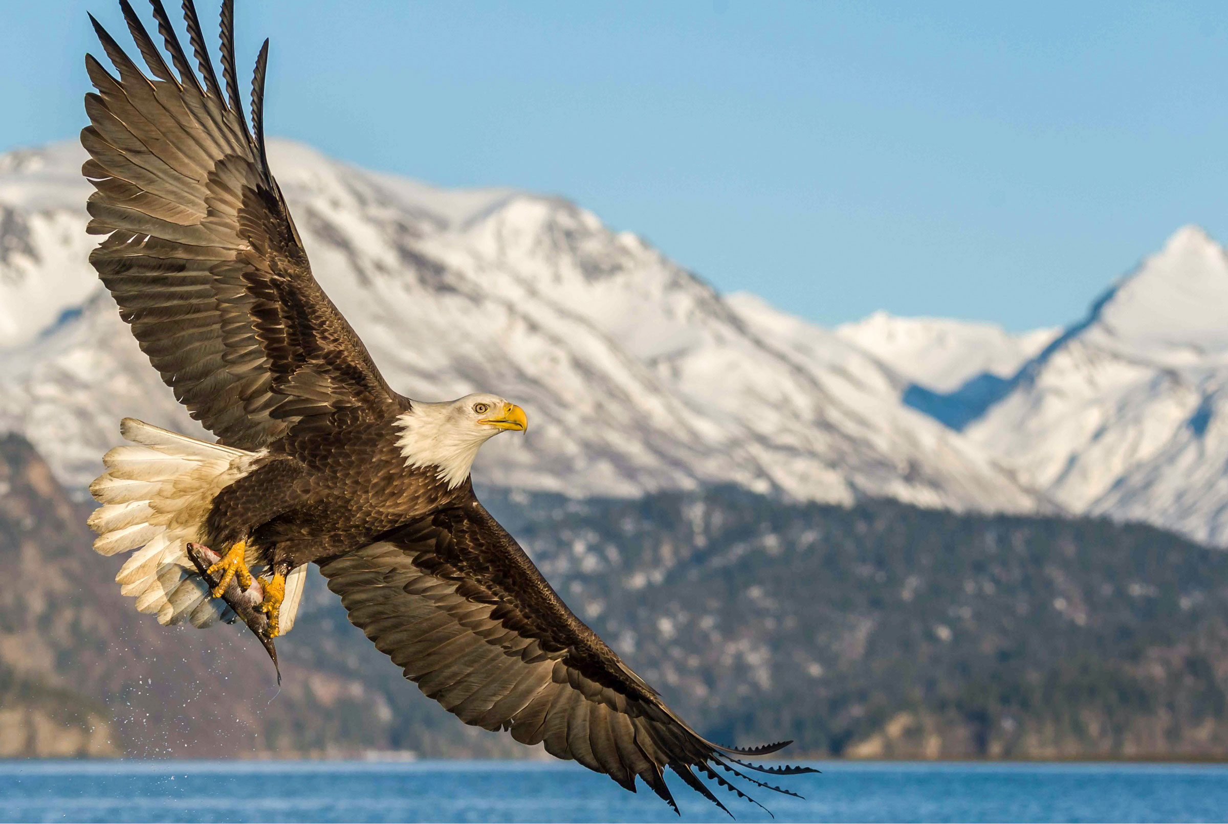 Introducing The Birdsong Project: What the Birds Tell Us | Audubon