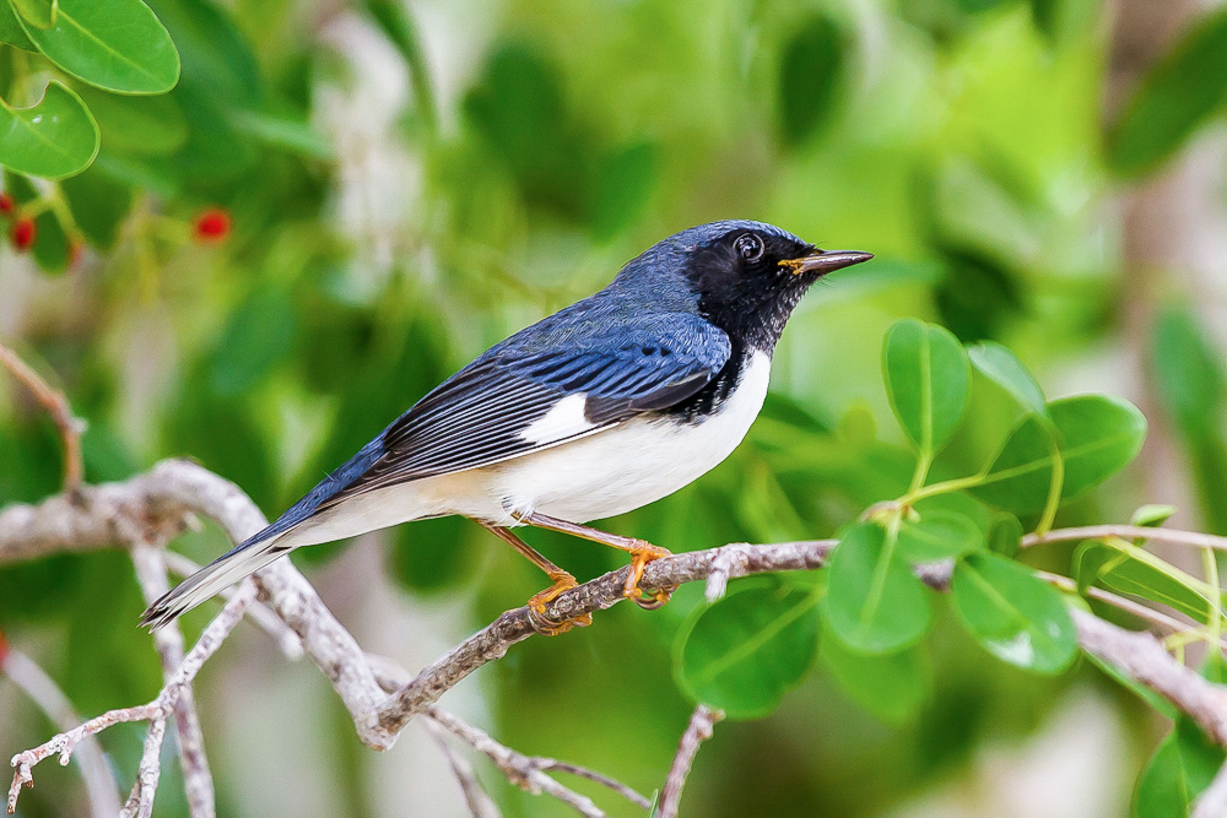 Chipe Azulnegro | Guía de Aves