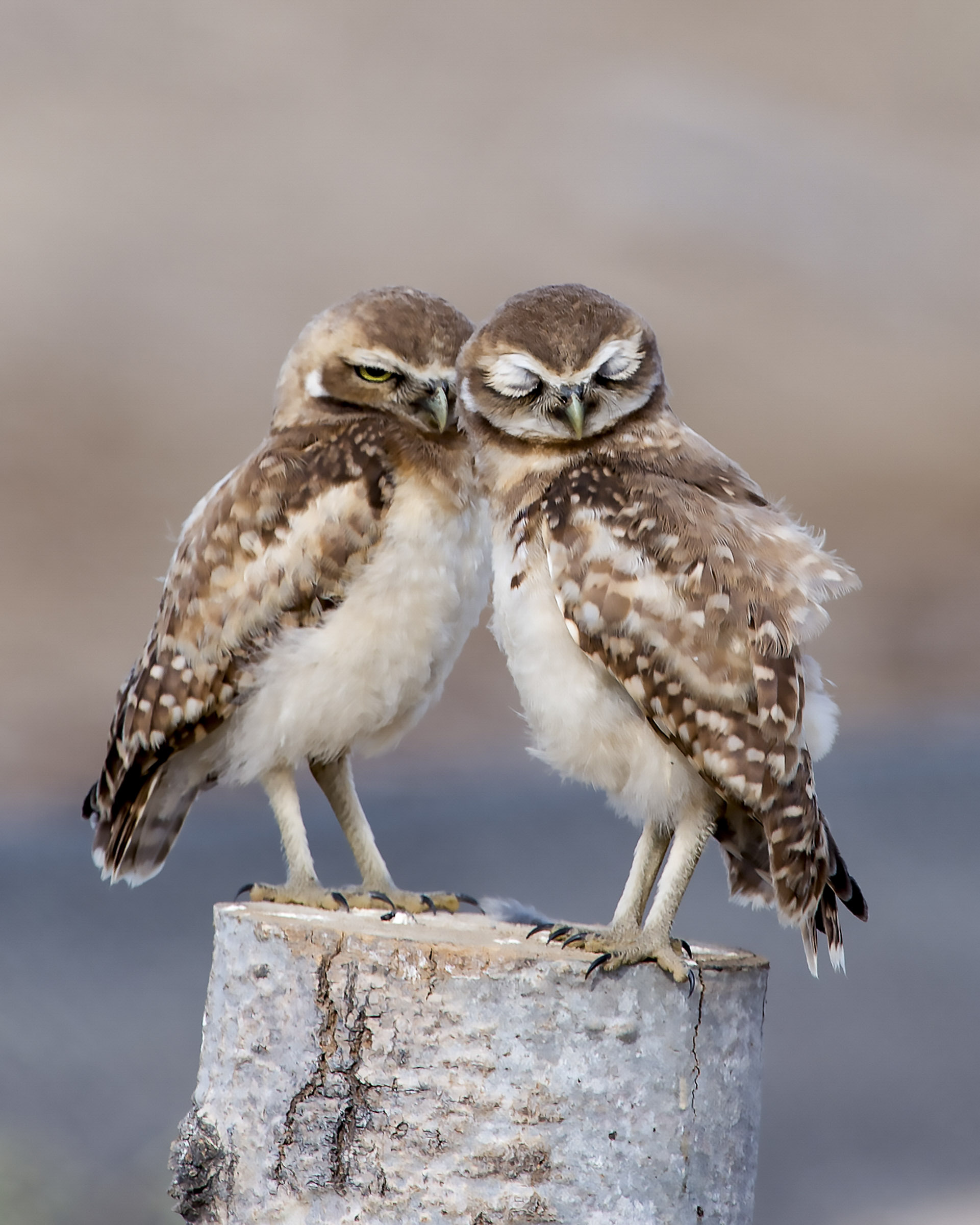 Burrowing Owl | Audubon Field Guide
