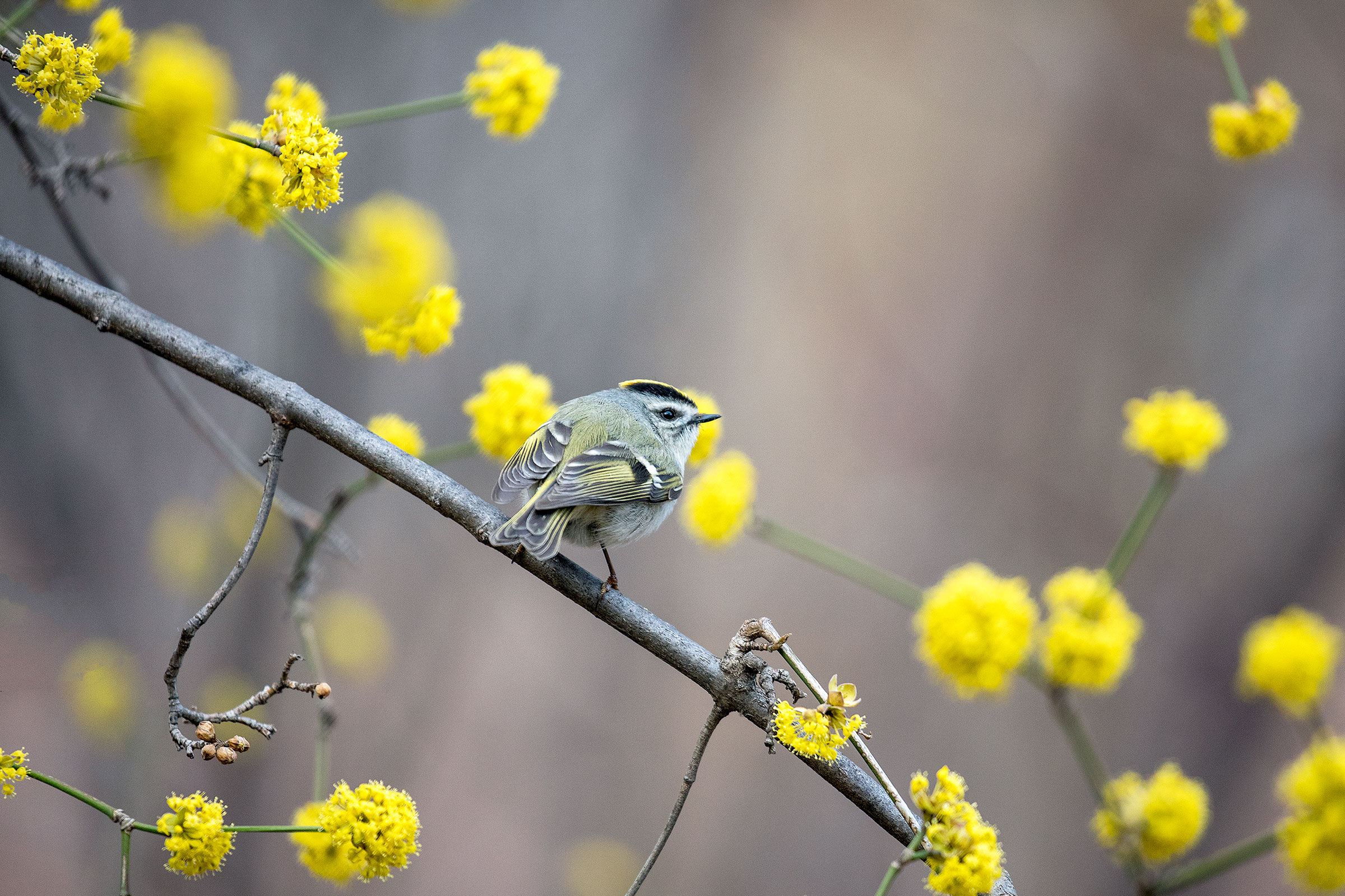The Joy of Birds | Audubon