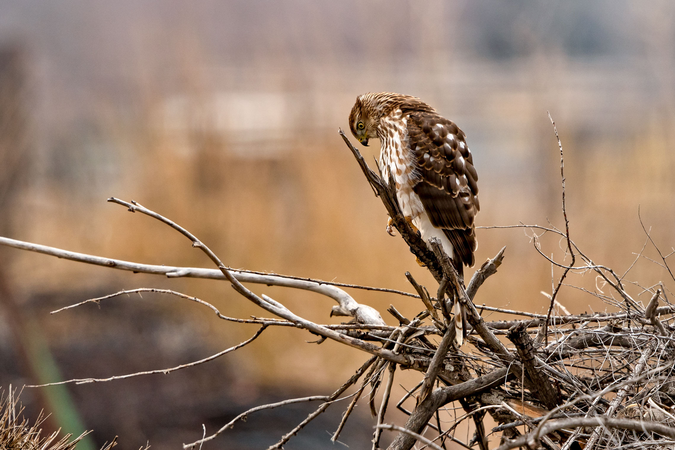 Feds: Expect More Bird Deaths and Endangered Species Under New Rule ...