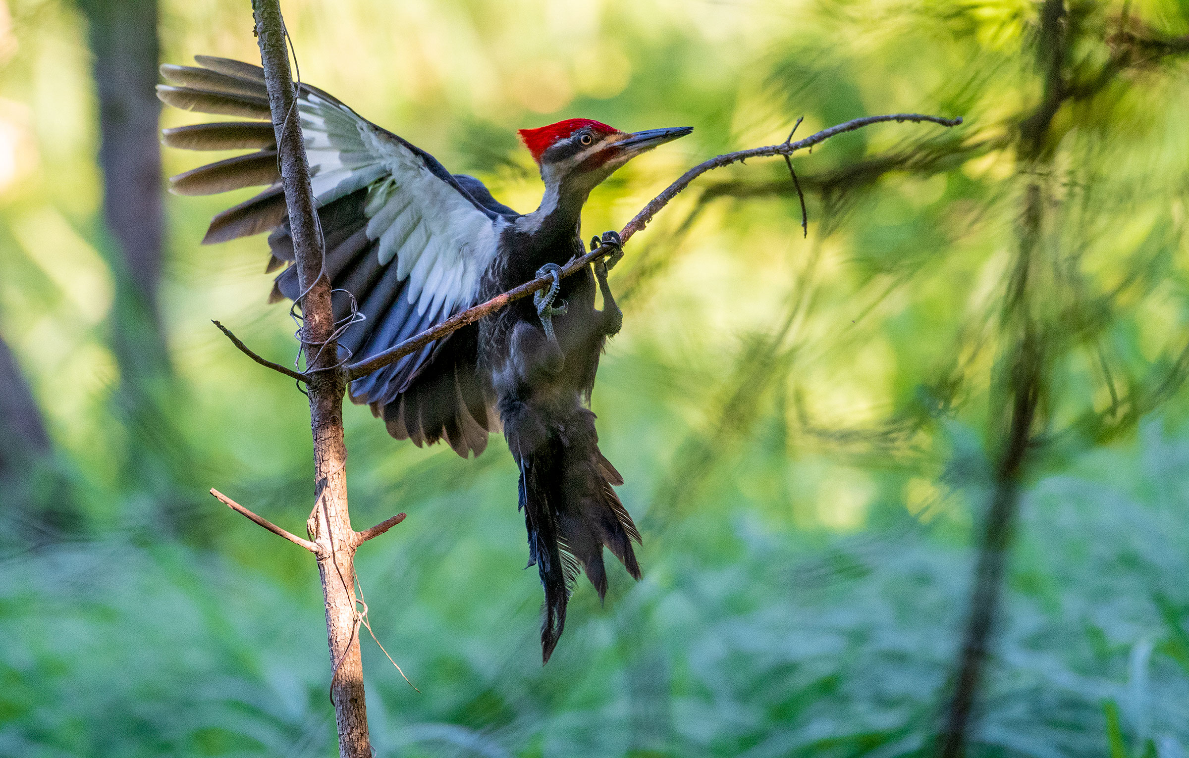 10 Fun Facts About the Pileated Woodpecker | Audubon