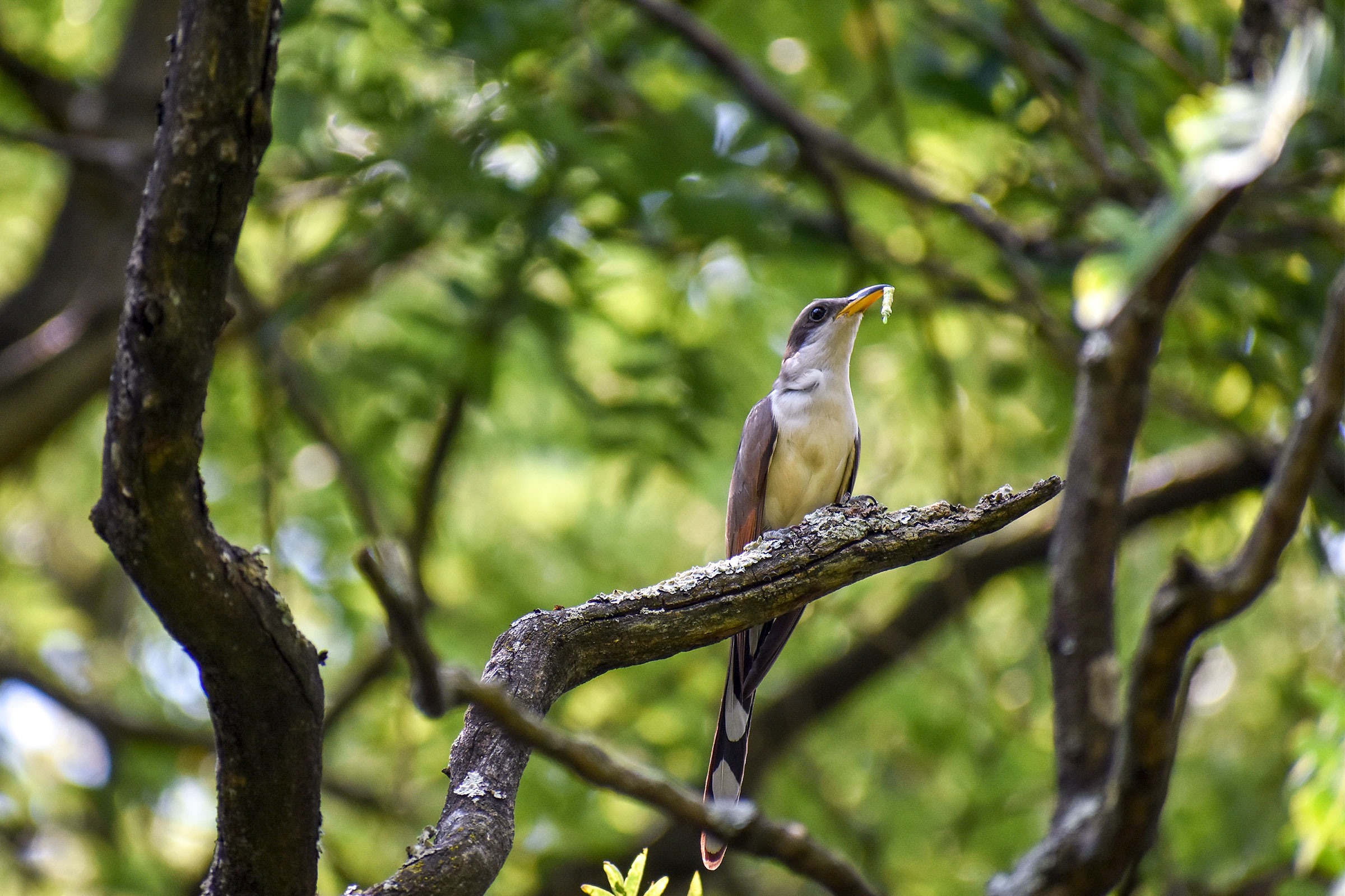 Critical Habitat Finally Designated for Western Yellow-billed Cuckoo ...