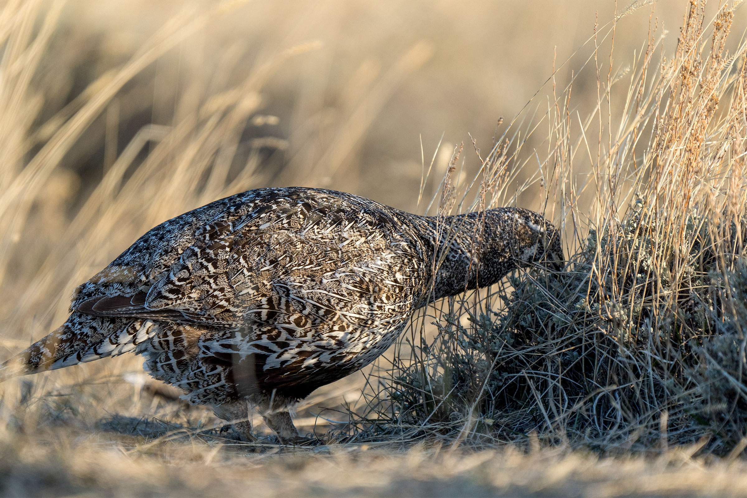 Cutting Trees Gives Sage-Grouse Populations a Boost, Scientists Find ...