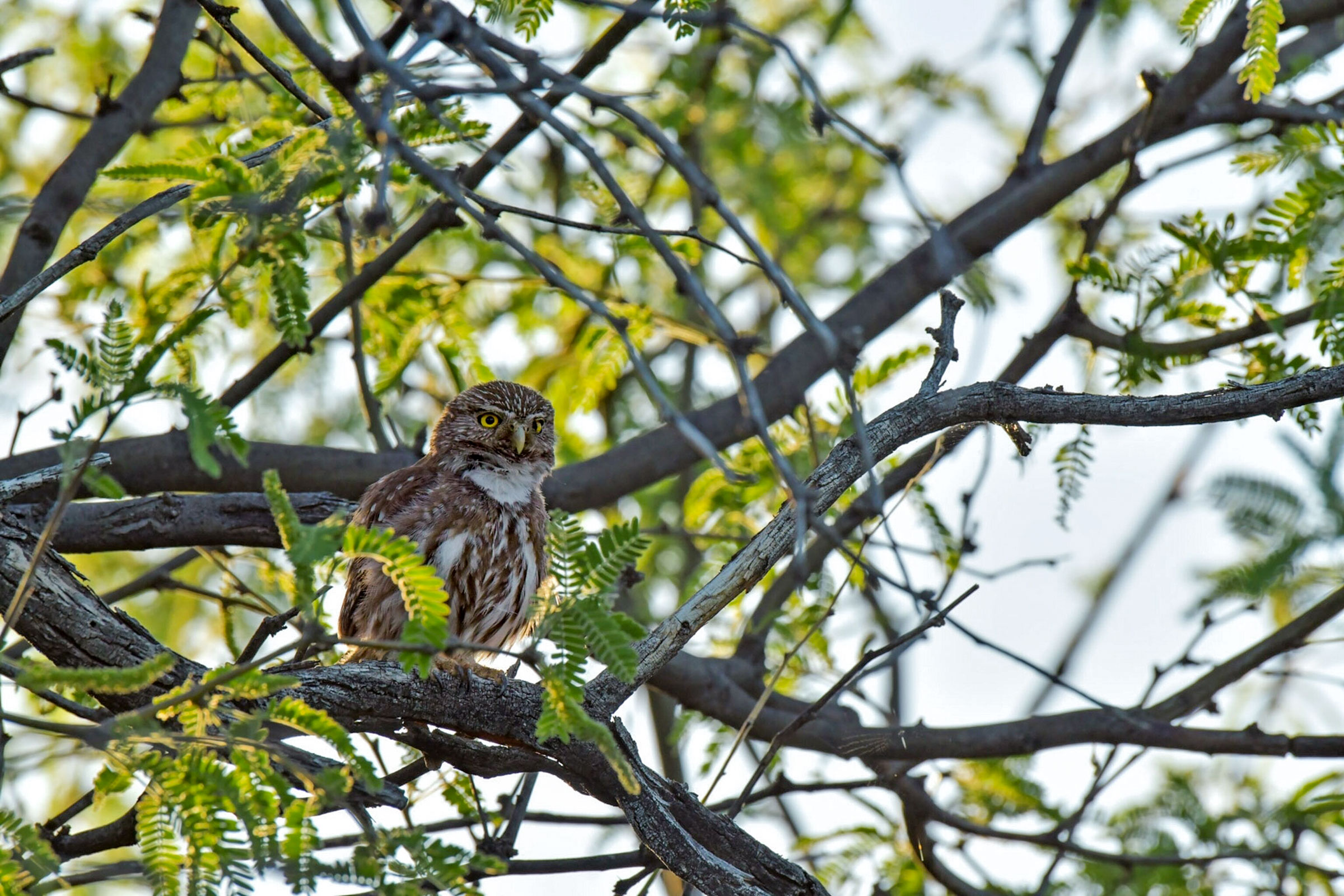 This Tiny Desert Raptor will soon regain Federal Protection – Fluff ...