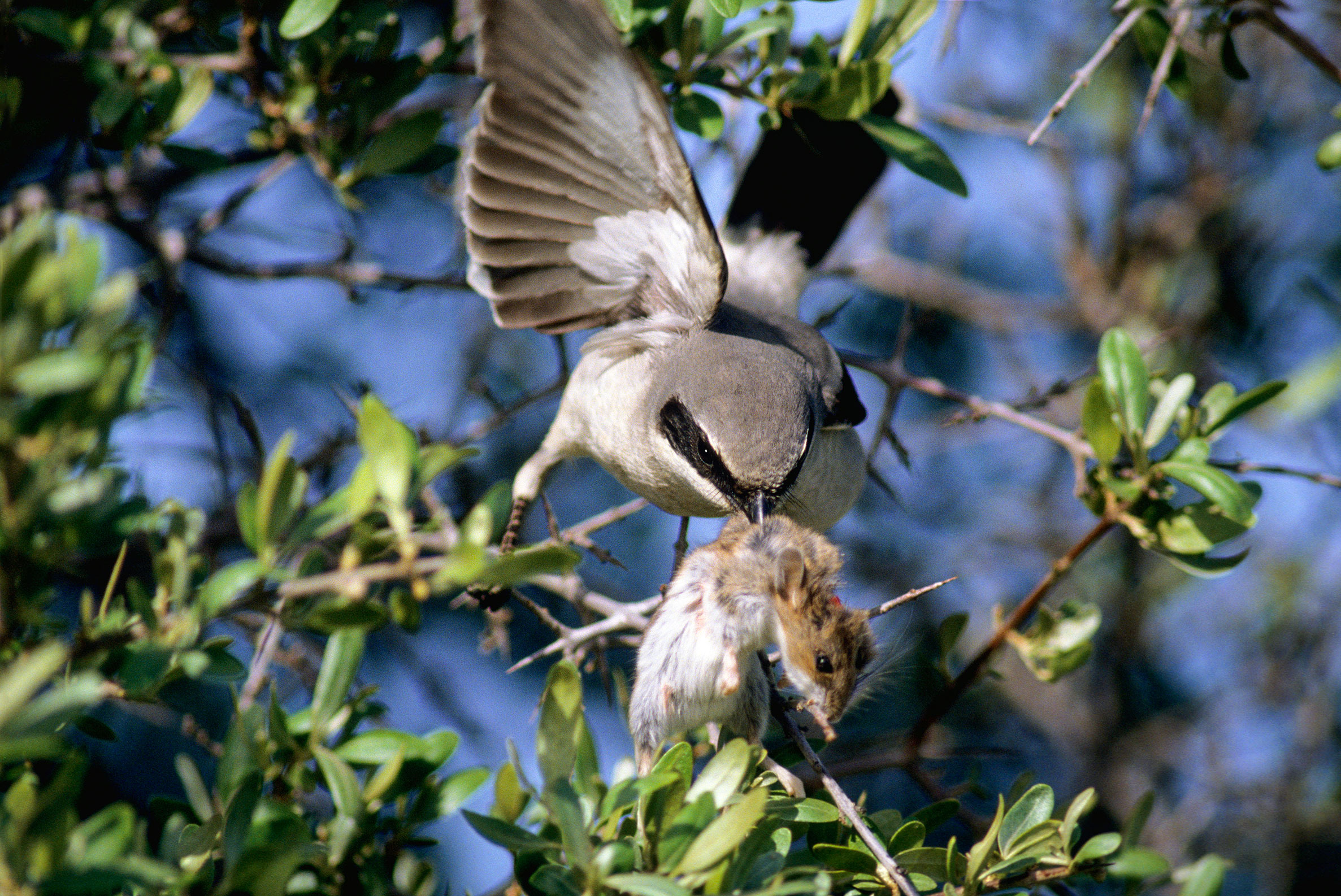 Shrikes Have an Absolutely Brutal Way of Killing Large Prey | Audubon