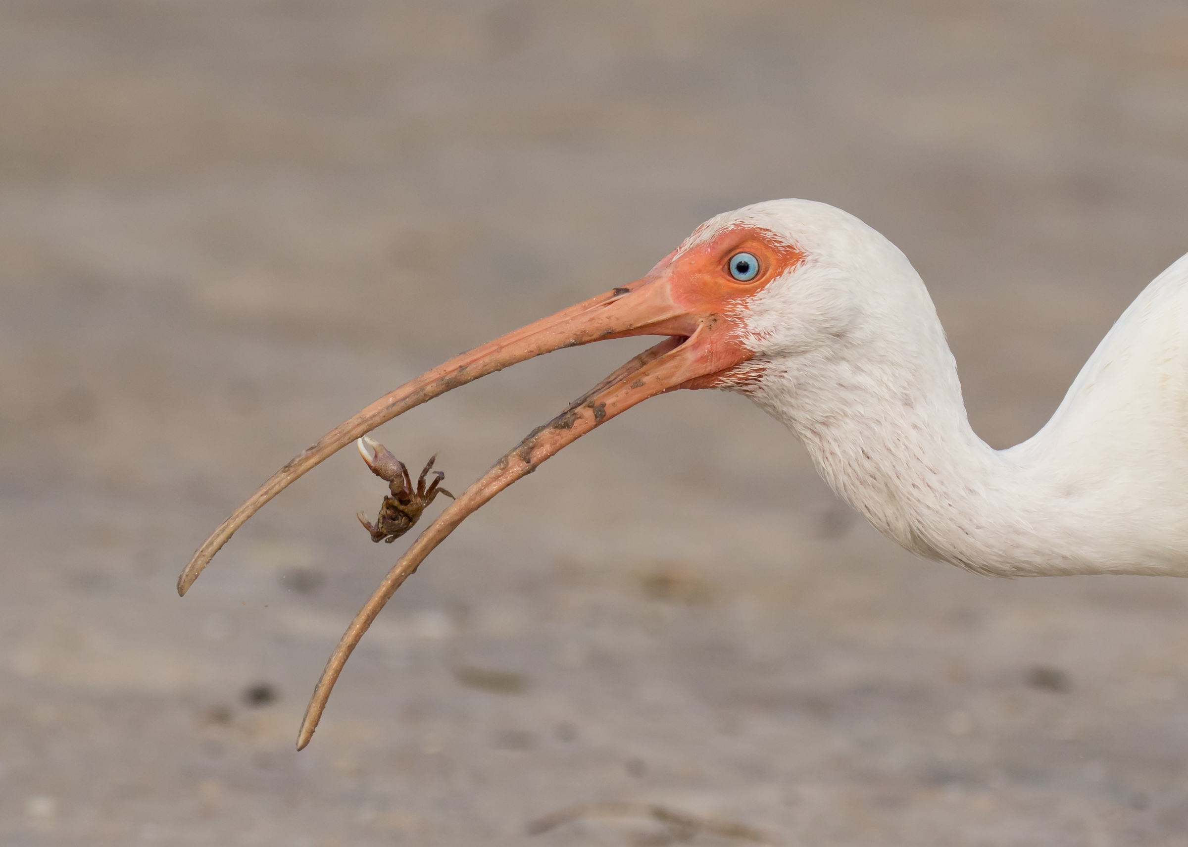 White Ibis