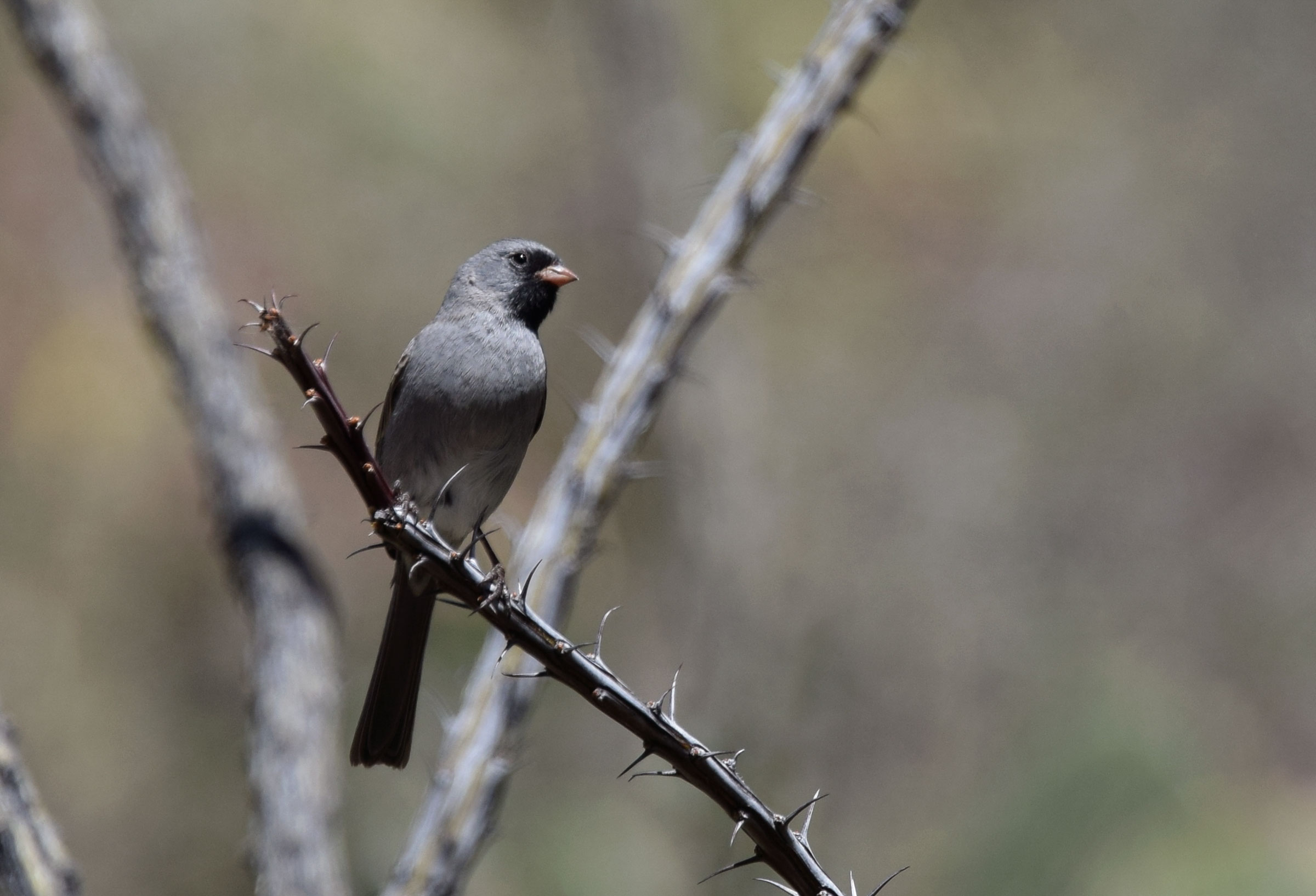 Black-chinned Sparrow | Audubon Field Guide