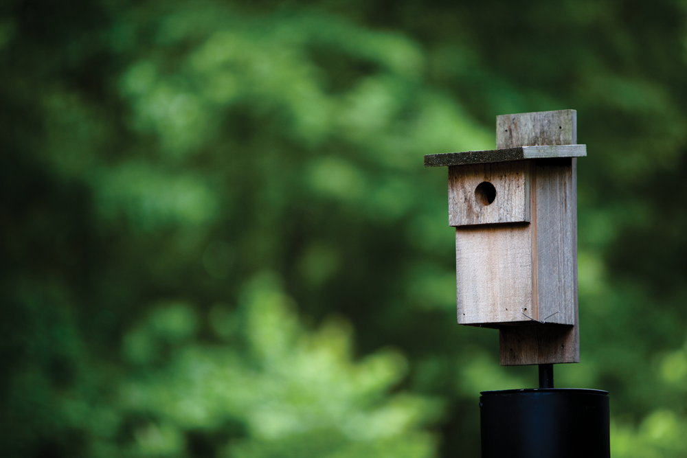 DIY: Build a Bluebird Box | Audubon