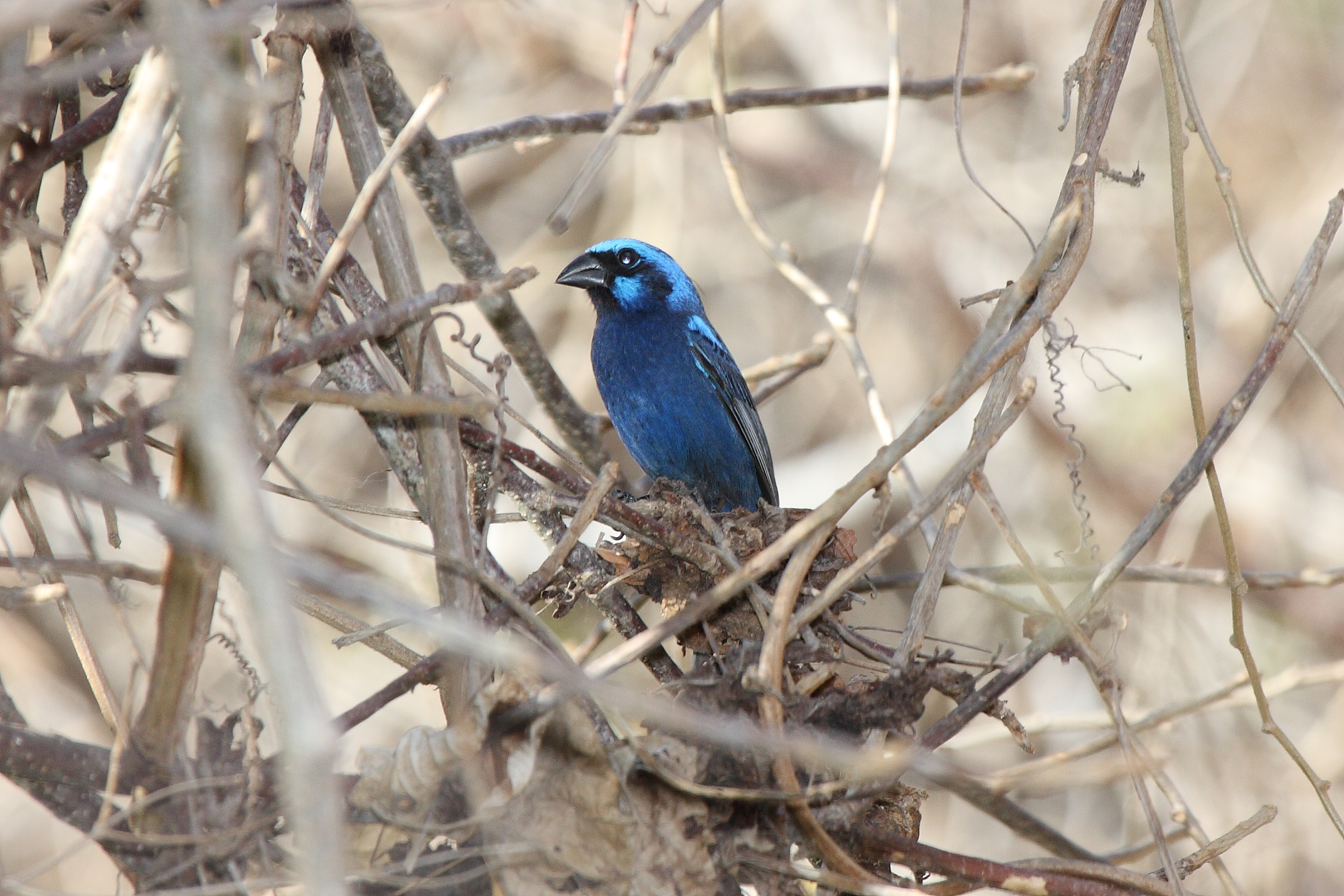 Blue Bunting | Audubon Field Guide