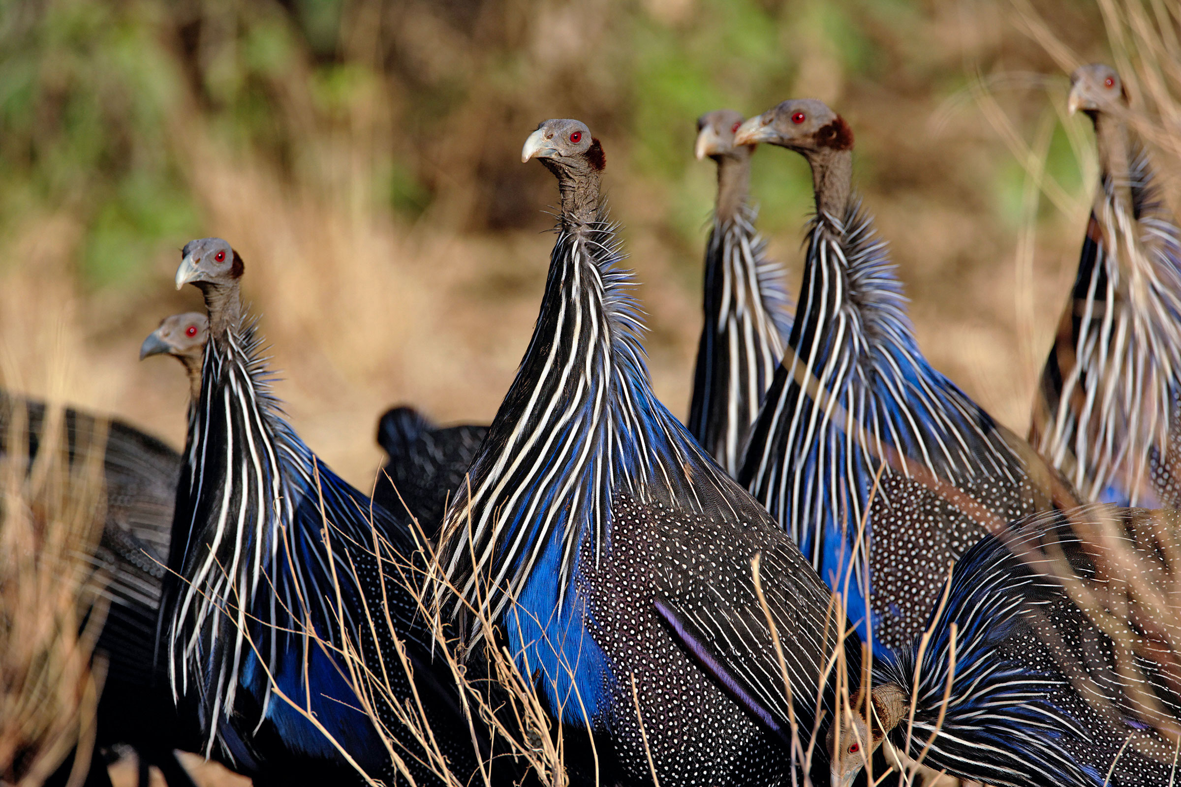 Despite Their Tiny Brains, These African Birds Can Form Complex ...