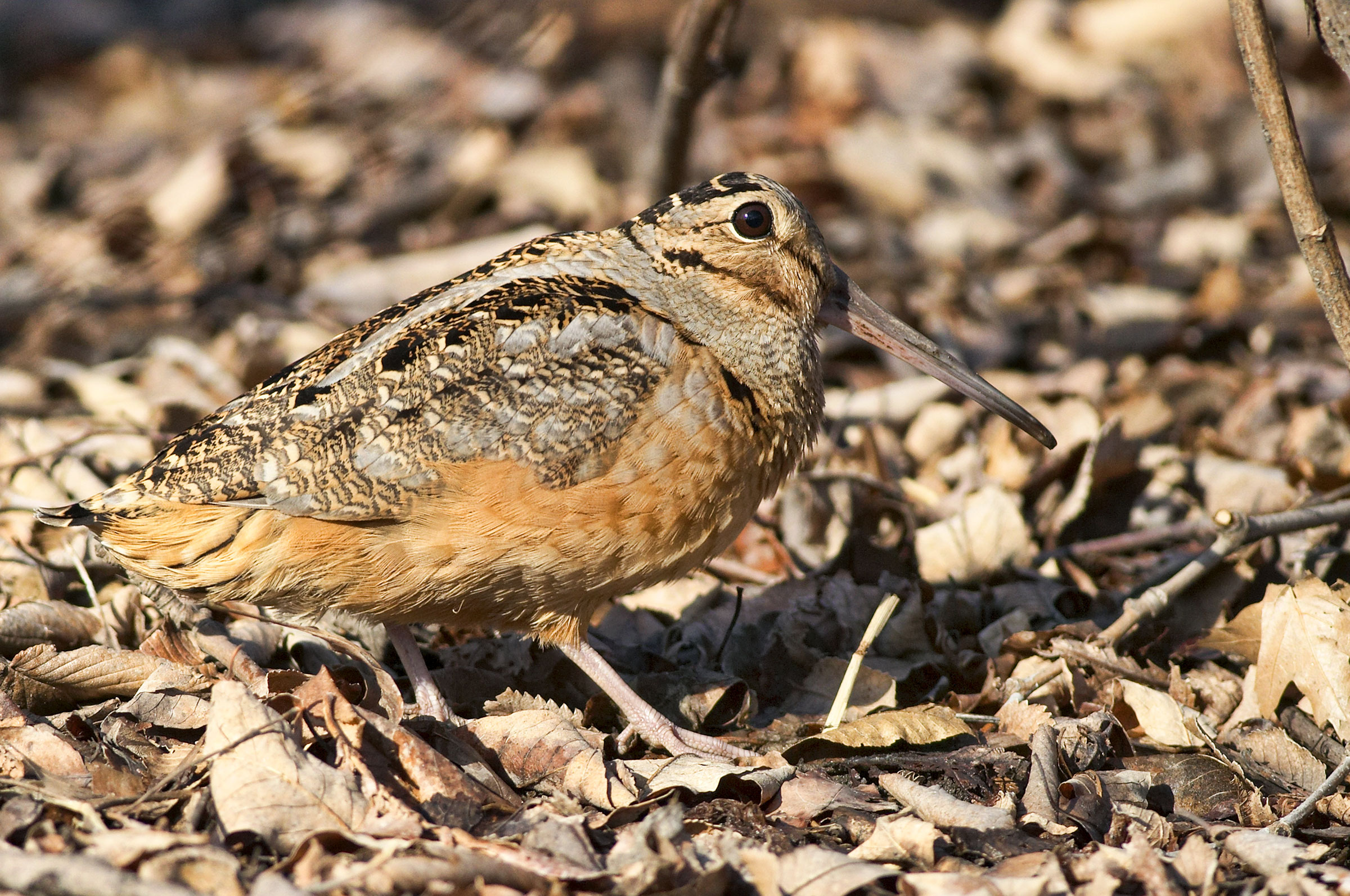 Why the American Woodcock's Ears Are Below Its Big Eyes | Audubon