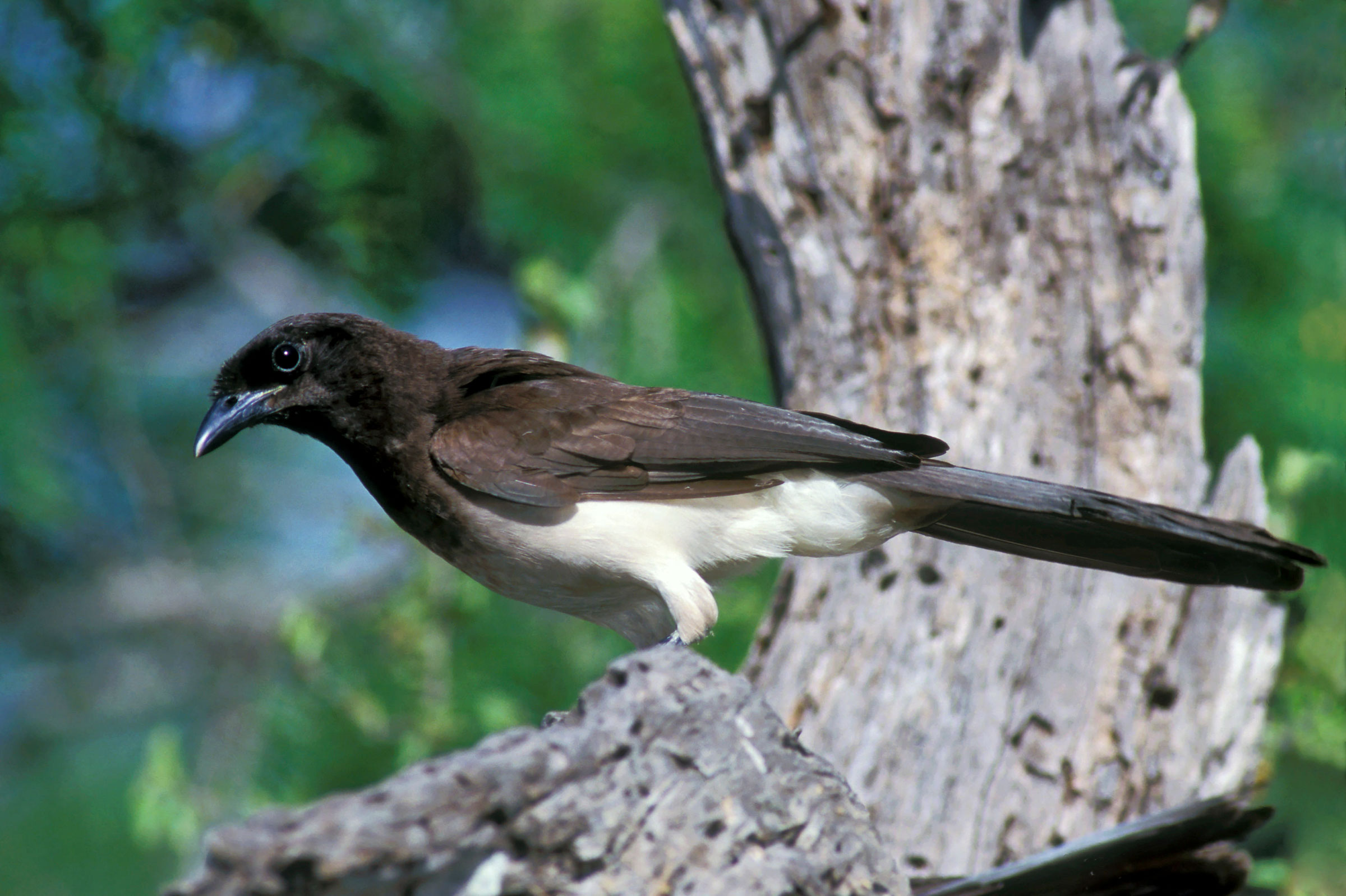 Brown Jay | Audubon Field Guide