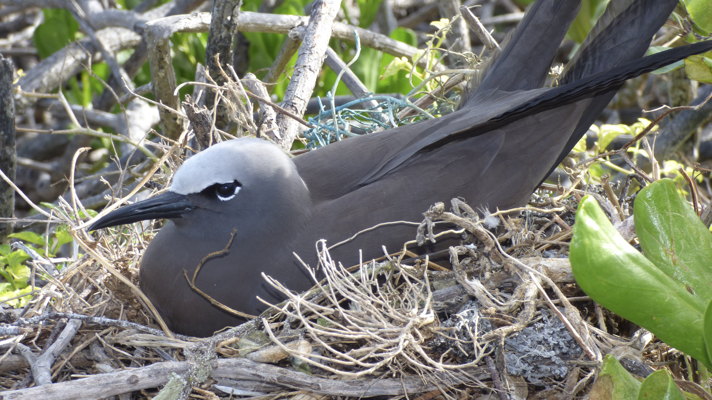 Brown Noddy | Audubon Field Guide